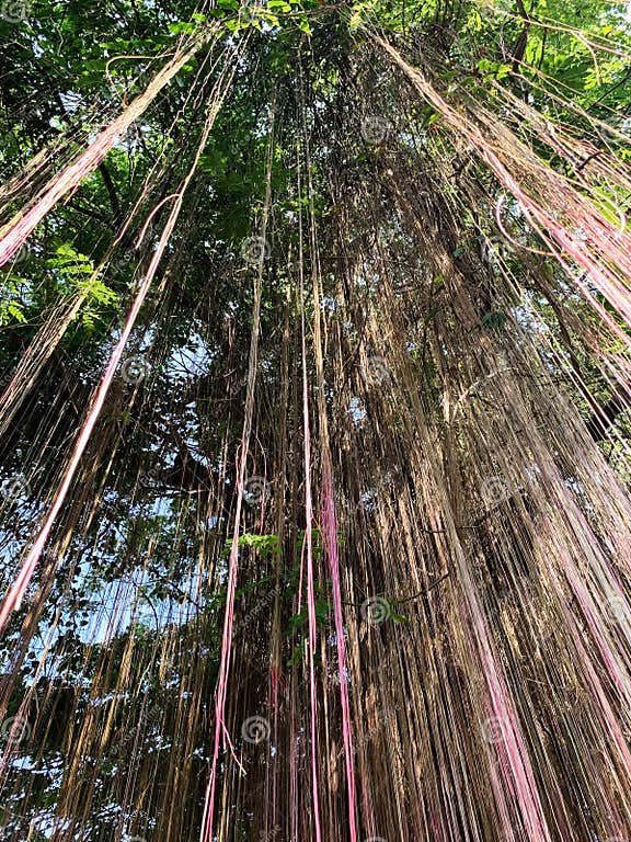 Background of the Line Shapes and Textures of the Java Treebine Stock ...