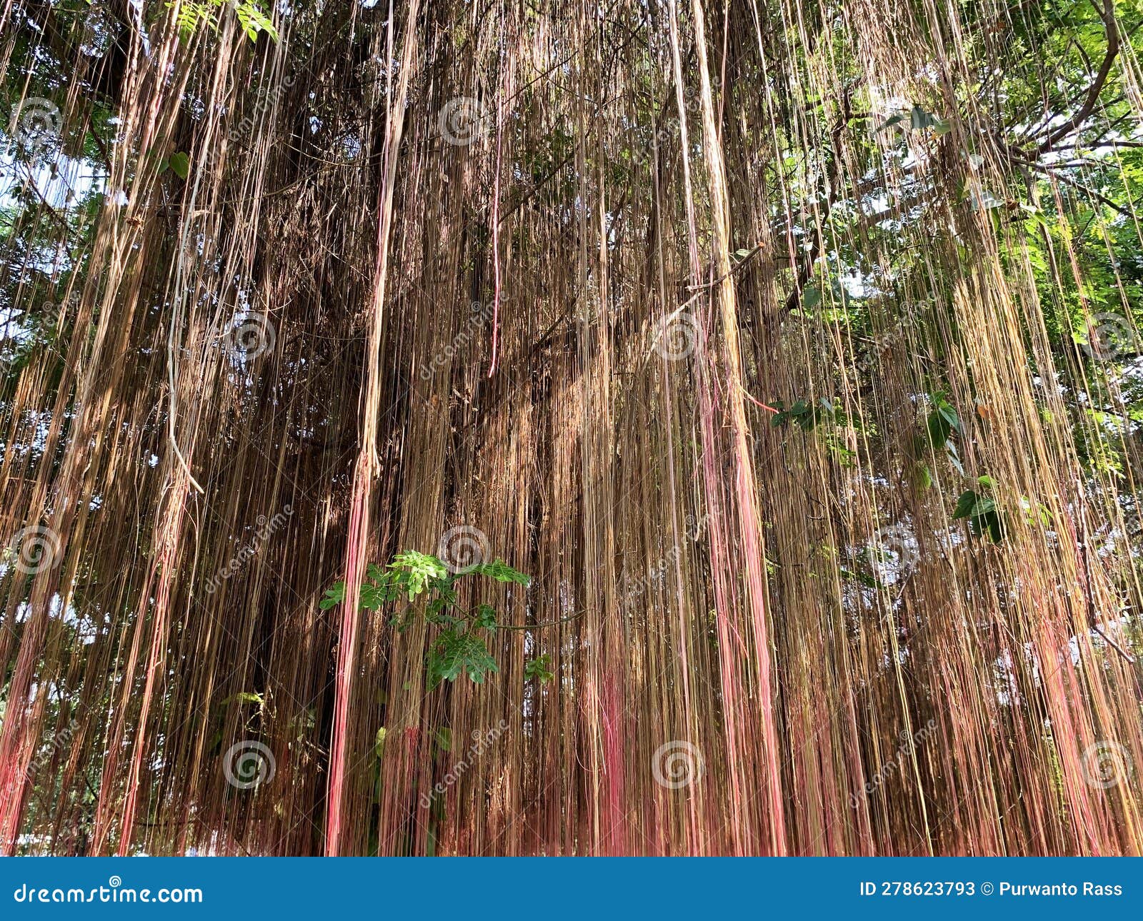 Background of the Line Shapes and Textures of the Java Treebine Stock ...