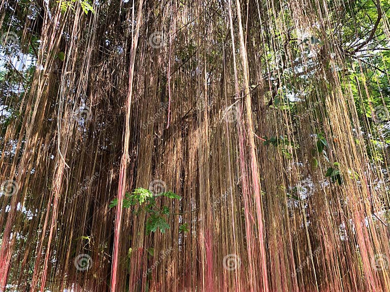 Background of the Line Shapes and Textures of the Java Treebine Stock ...