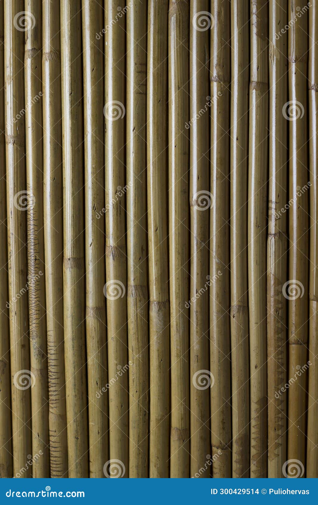 Background of Lined Bamboo Trunks in Yellow Tone with Vertical Texture ...