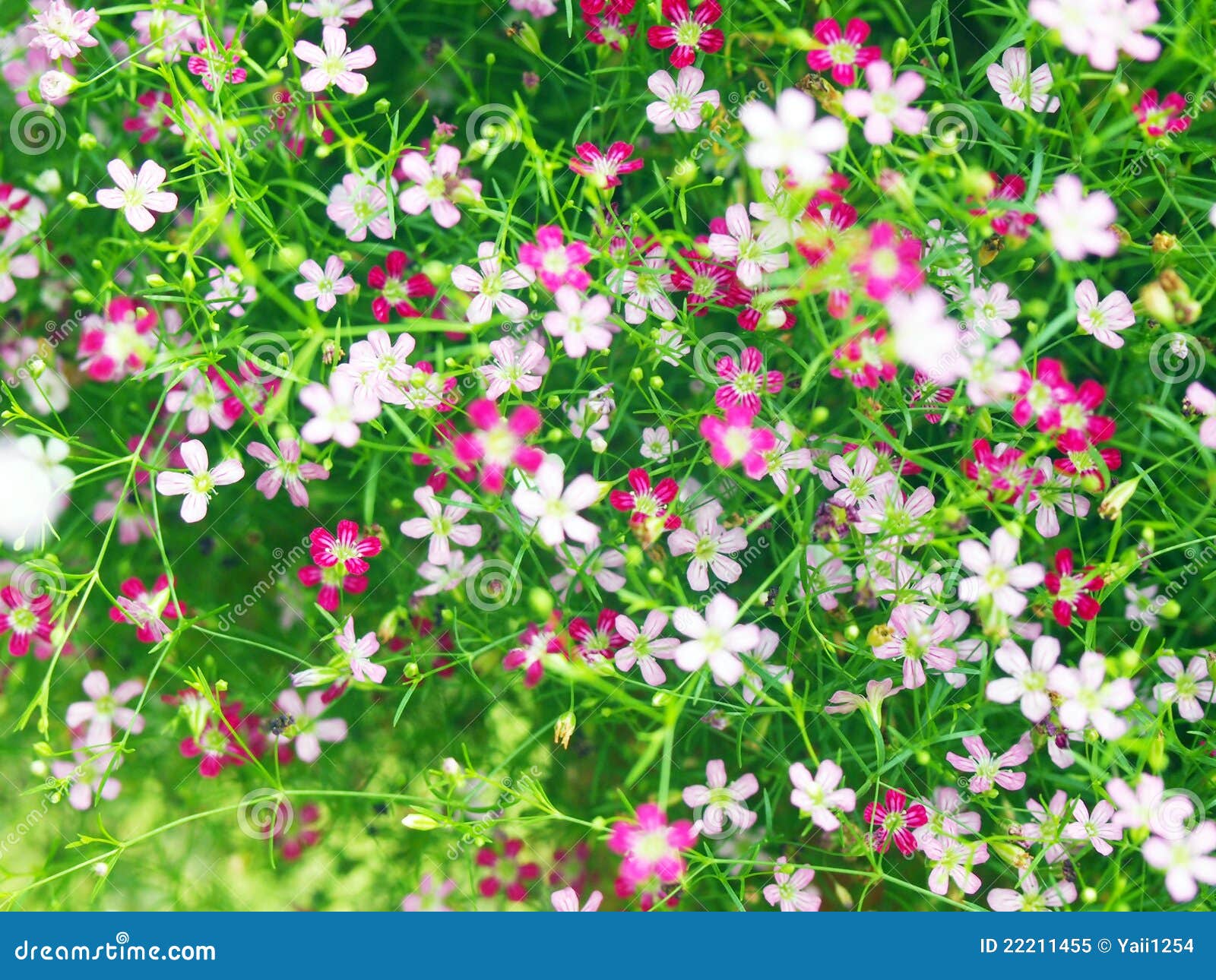 Background of Little Flowers Stock Image - Image of floral, clematis ...