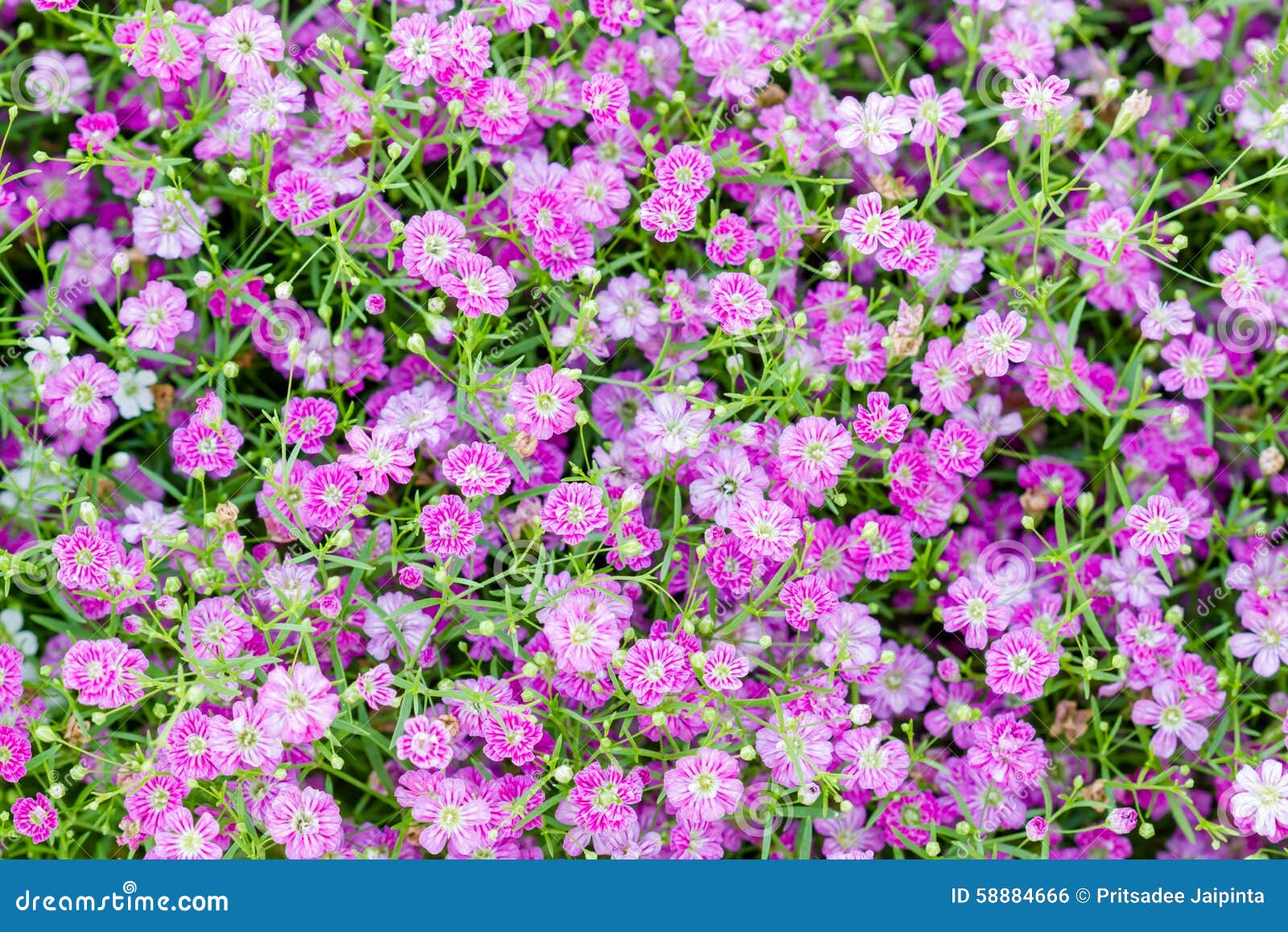 Background of Little Pink Flowers Stock Photo - Image of breath, black ...