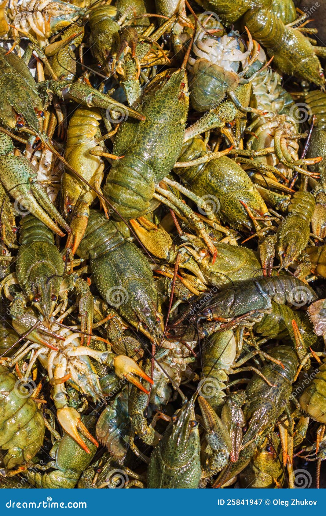 Background of Live Crawfish Stock Image - Image of market, alive: 25841947