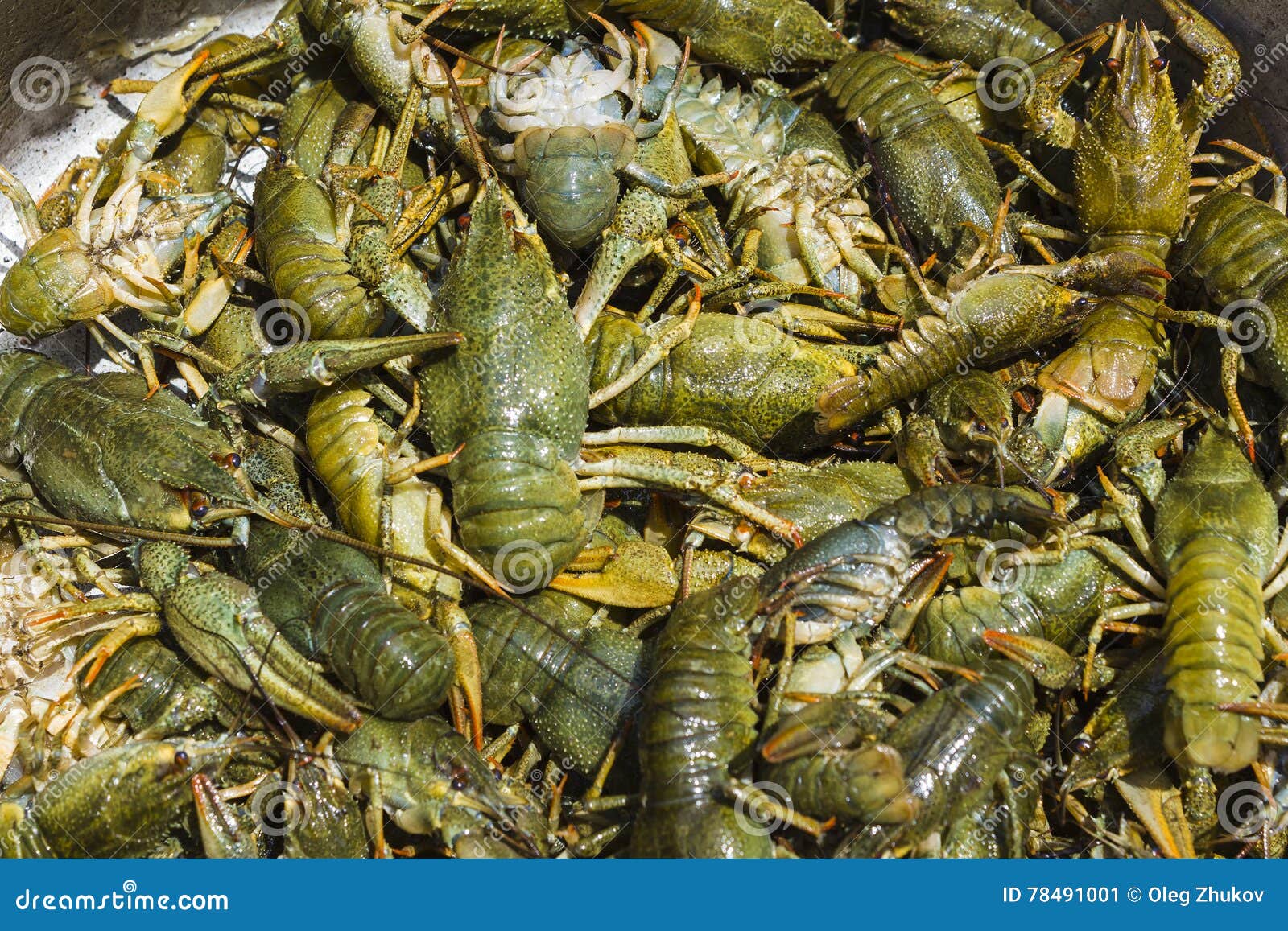Background of Live Crawfish Stock Image - Image of alive, aquatic: 78491001
