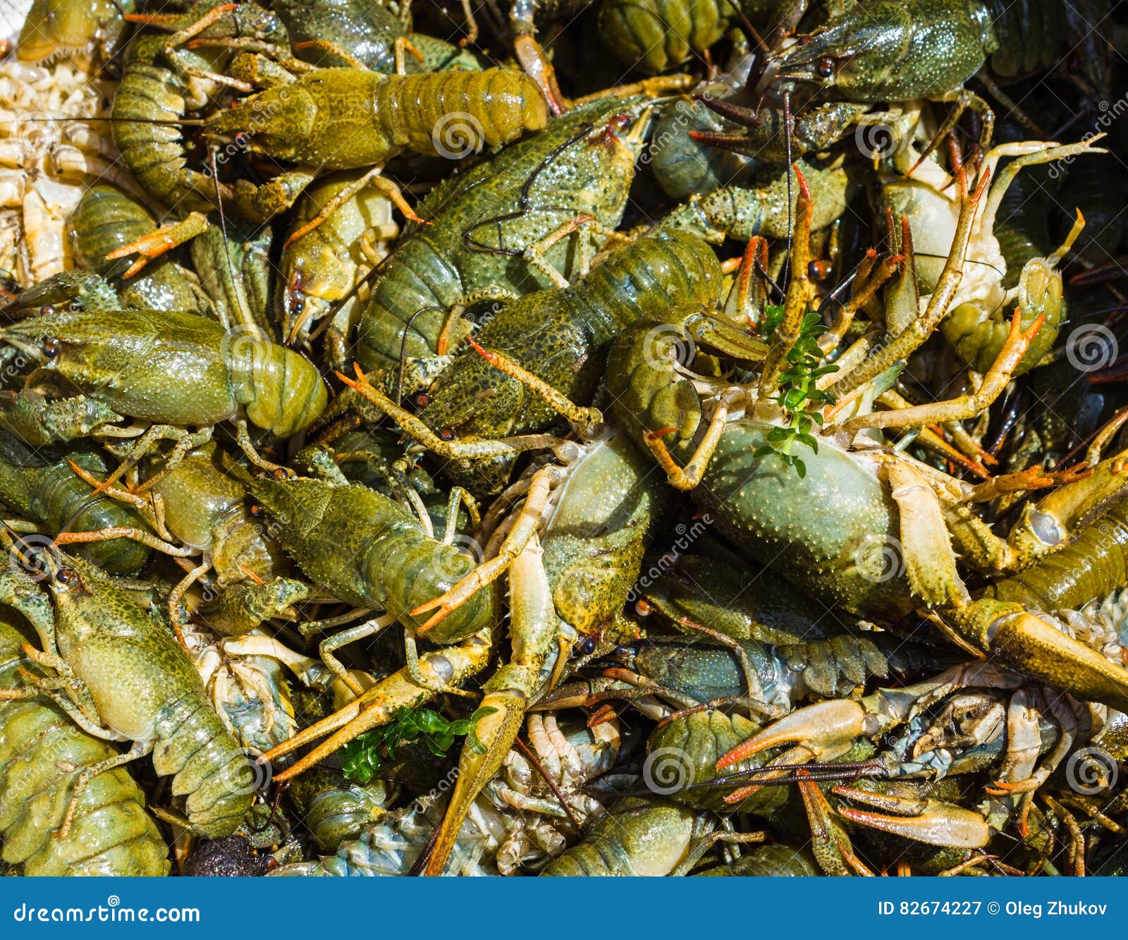 Background of Live Crawfish Stock Image - Image of river, green: 82674227