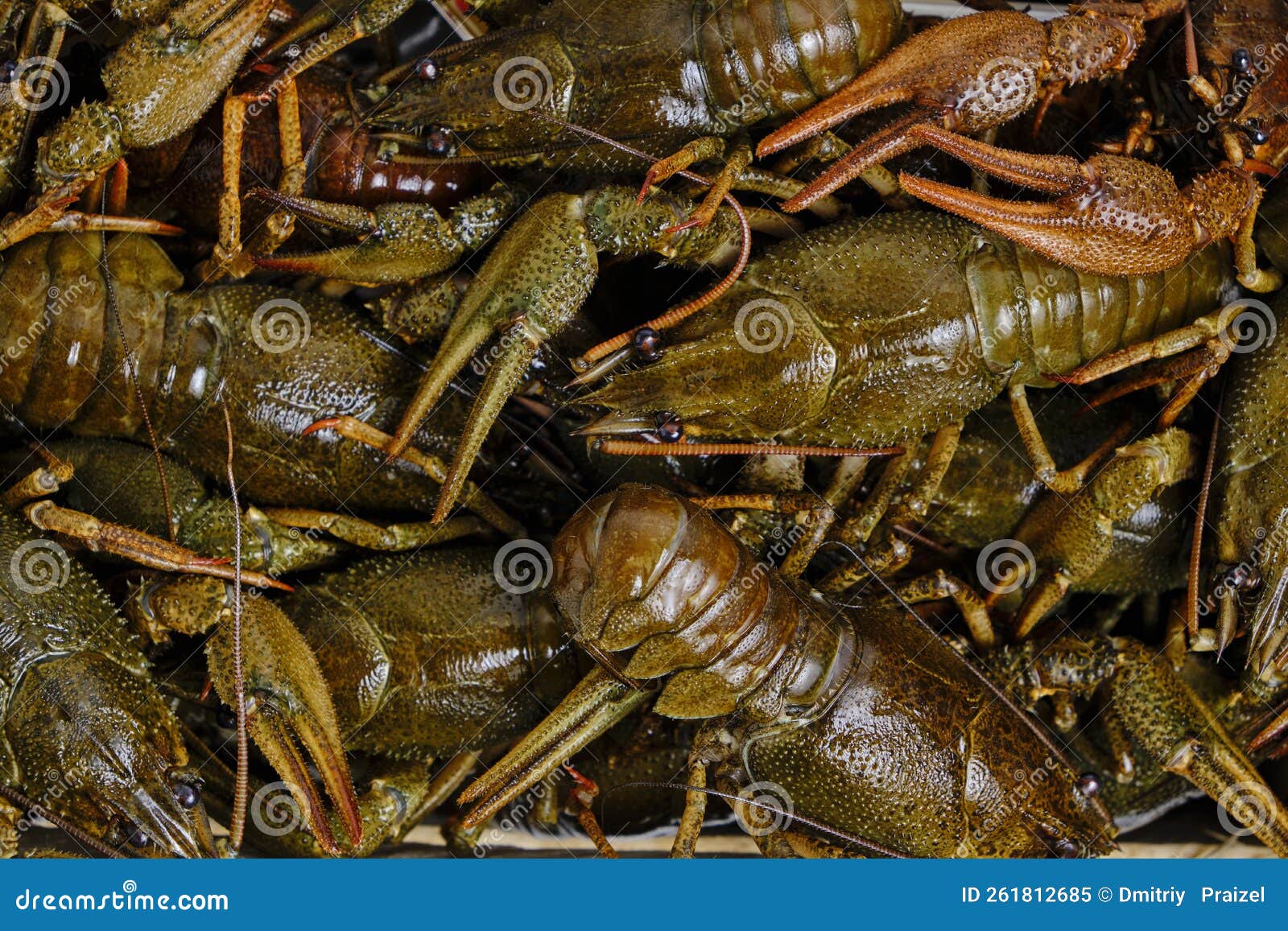 Background, Live River Crayfish Close Up Stock Image - Image of ...