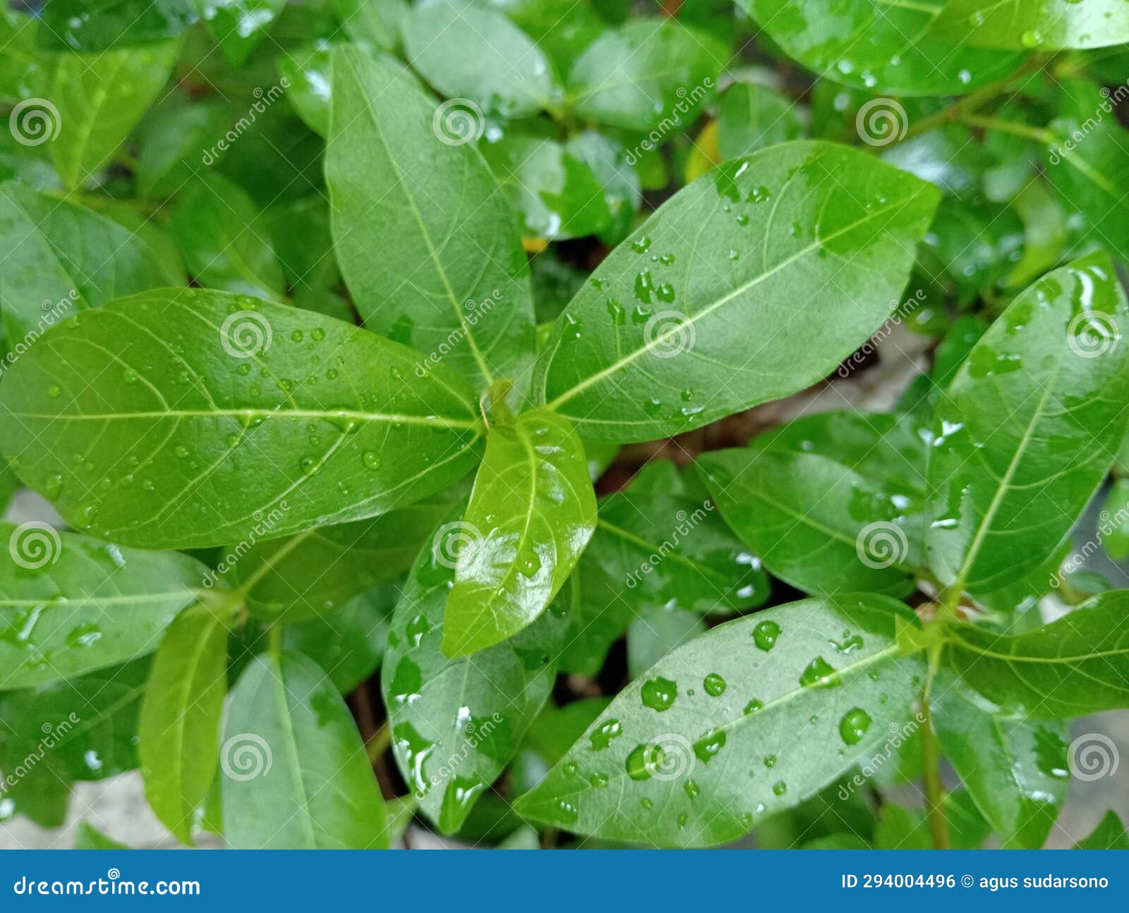 The Background of the Loa Tree Leaves is Green ? Stock Photo - Image of ...