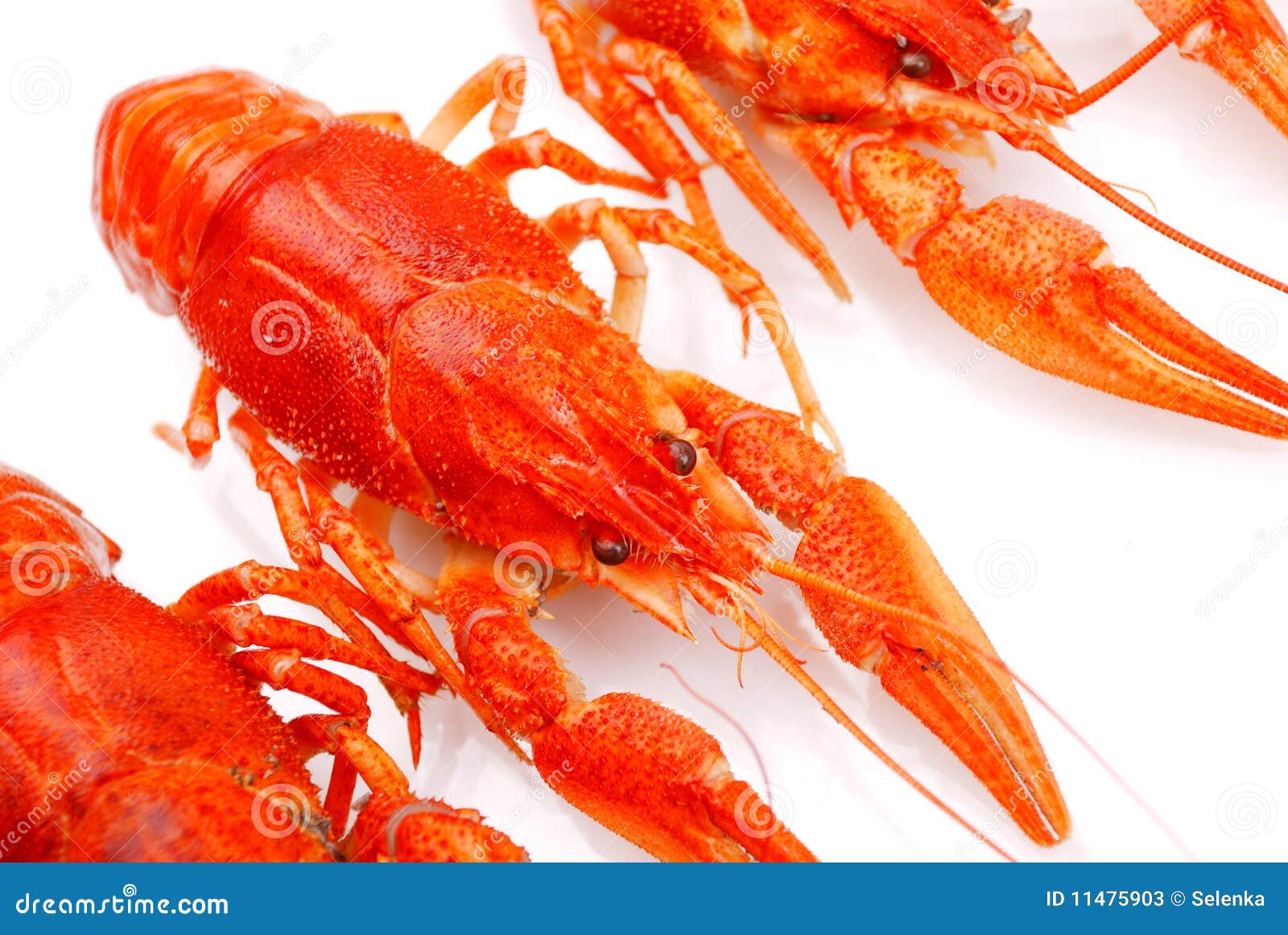 Background from lobsters stock image. Image of gourmet - 11475903