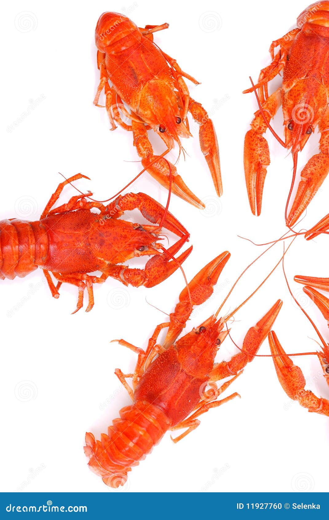 Background from lobsters stock photo. Image of drop, culinary - 11927760