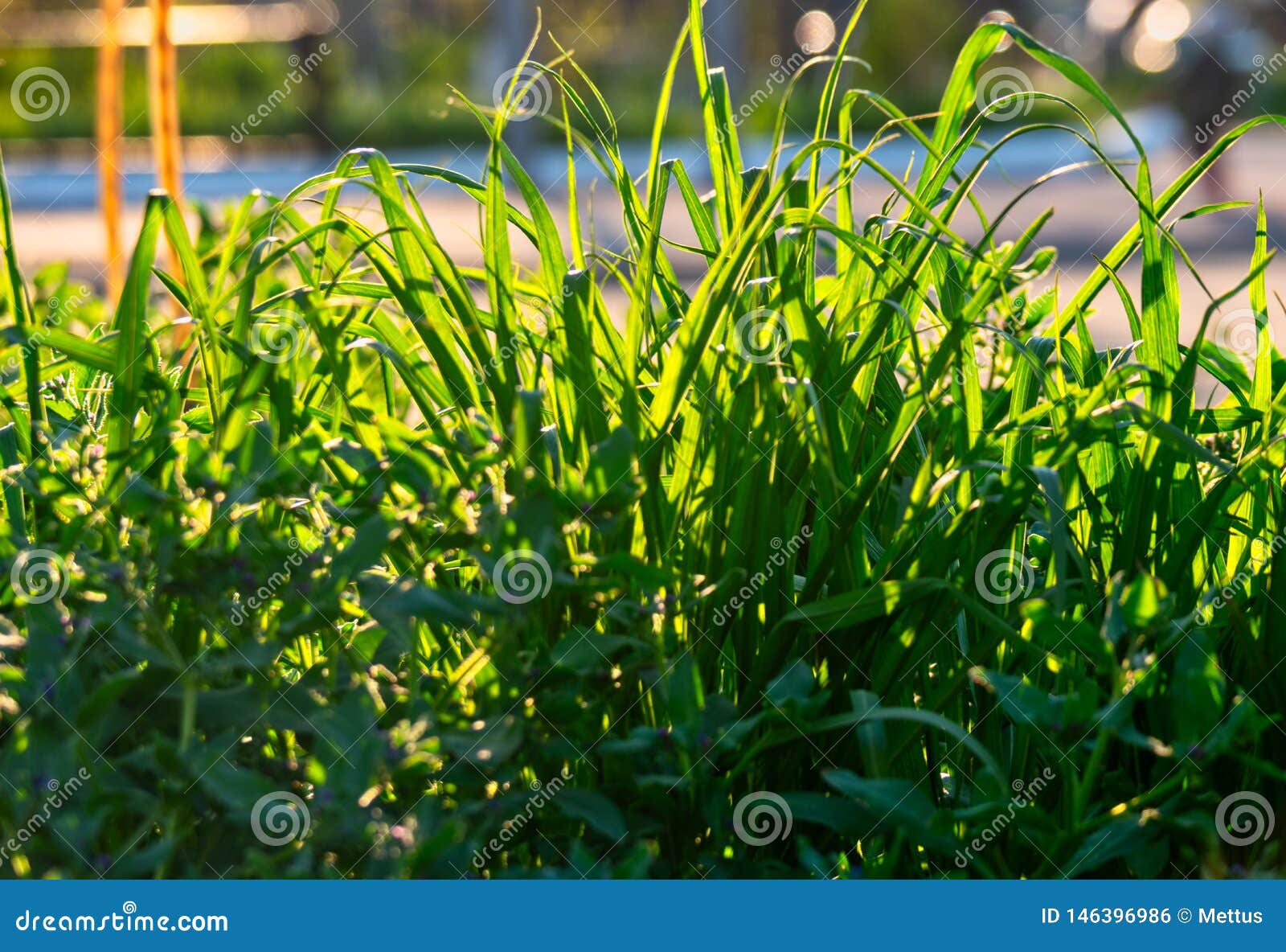 Background of Long Blades of Uncut Grass in Summer Stock Photo - Image ...