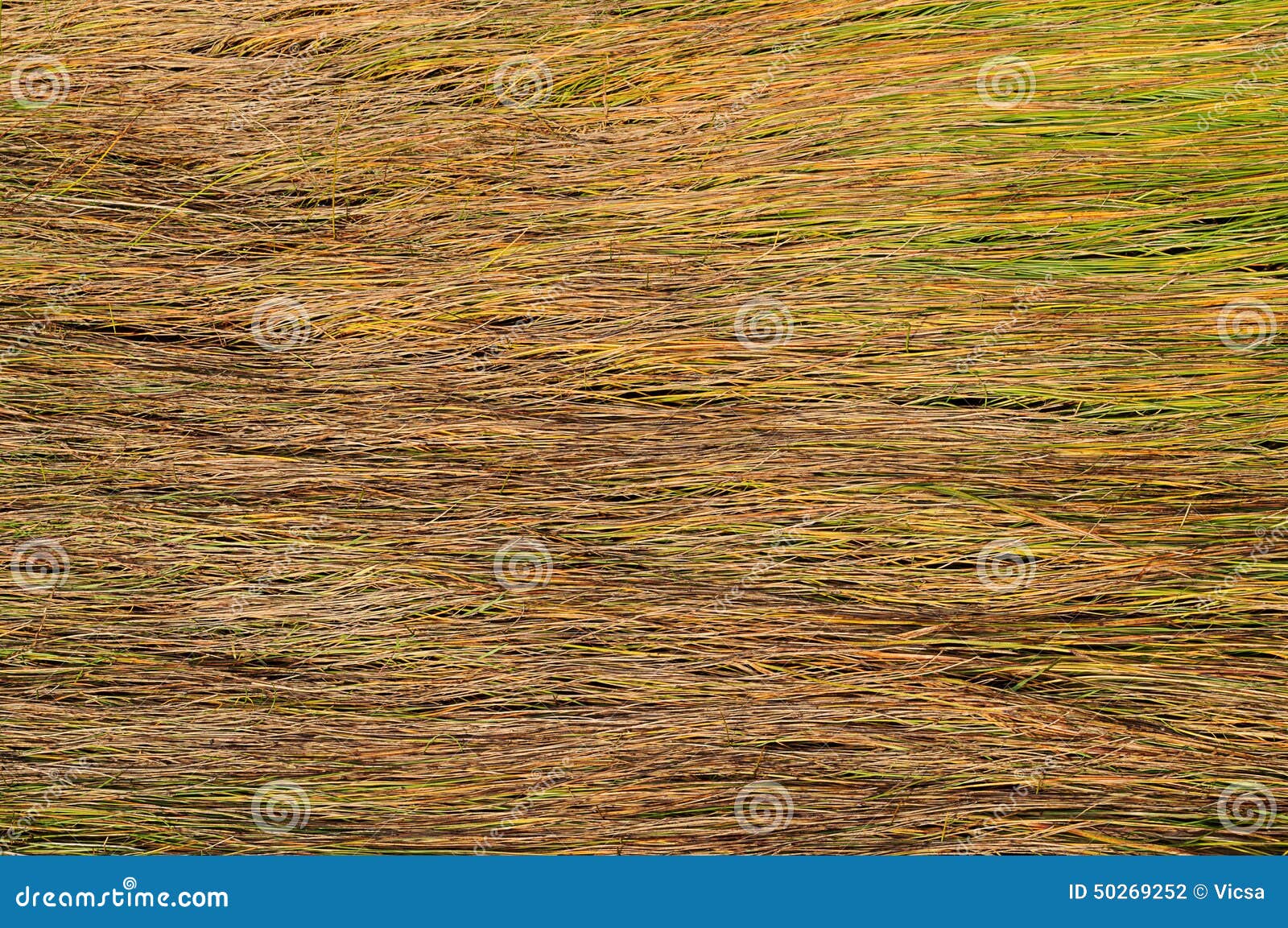 Background of Long Wet Yellow Grass Texture Stock Photo - Image of ...