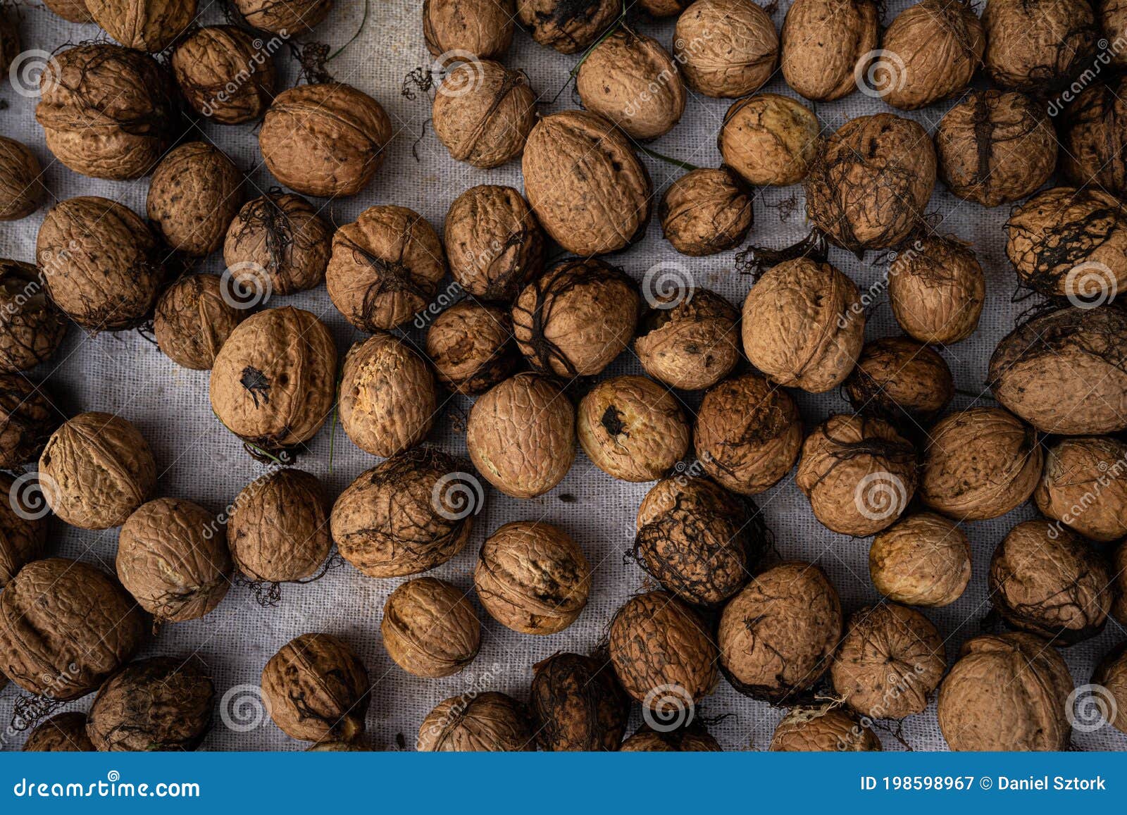 Background of Freshly Picked Walnuts Stock Image - Image of freshly ...