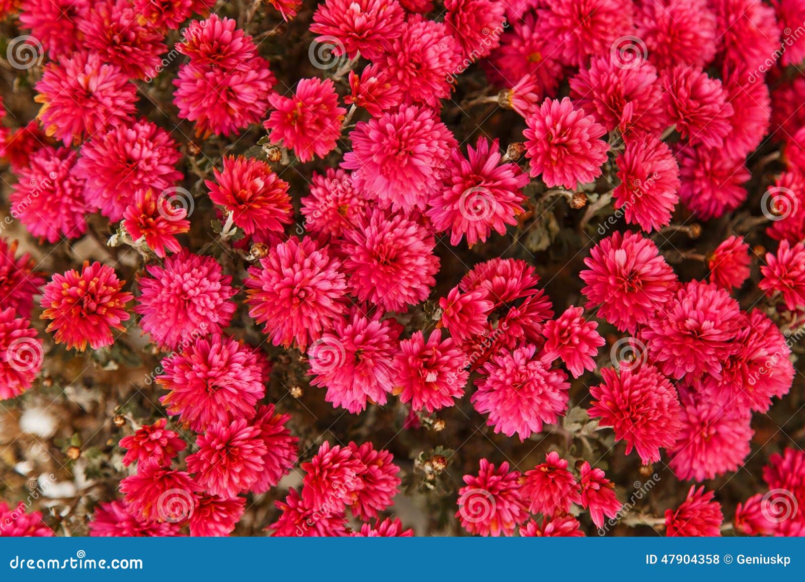 Background from a Lot of Flowers Stock Photo - Image of love, gift ...