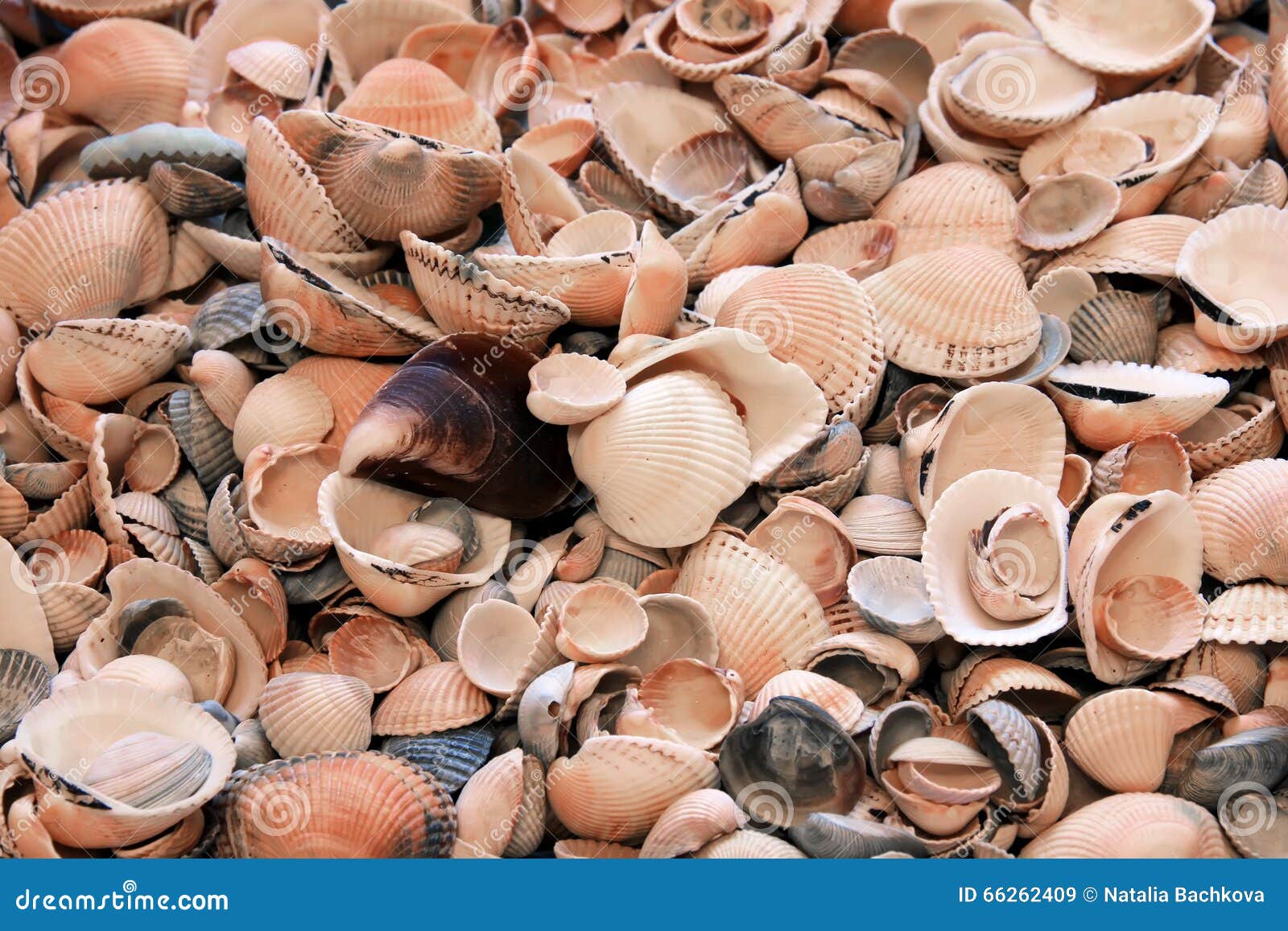 The Background from Lots of Different Shells Stock Image - Image of ...