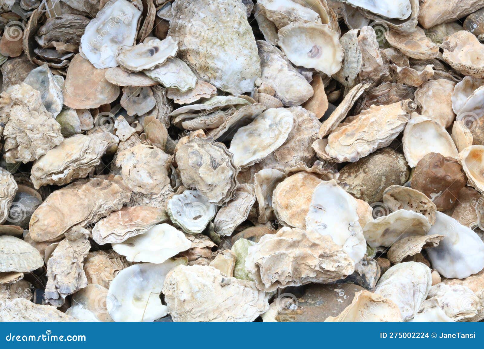 Background of Lots of Empty Oyster Shells with Space for Copy Stock ...