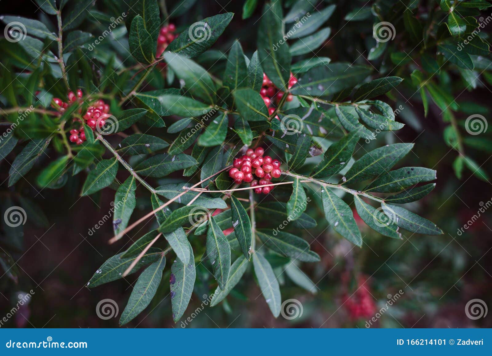 Background with a Lush Branch and Fruits Mastic Tree, Place for Text ...