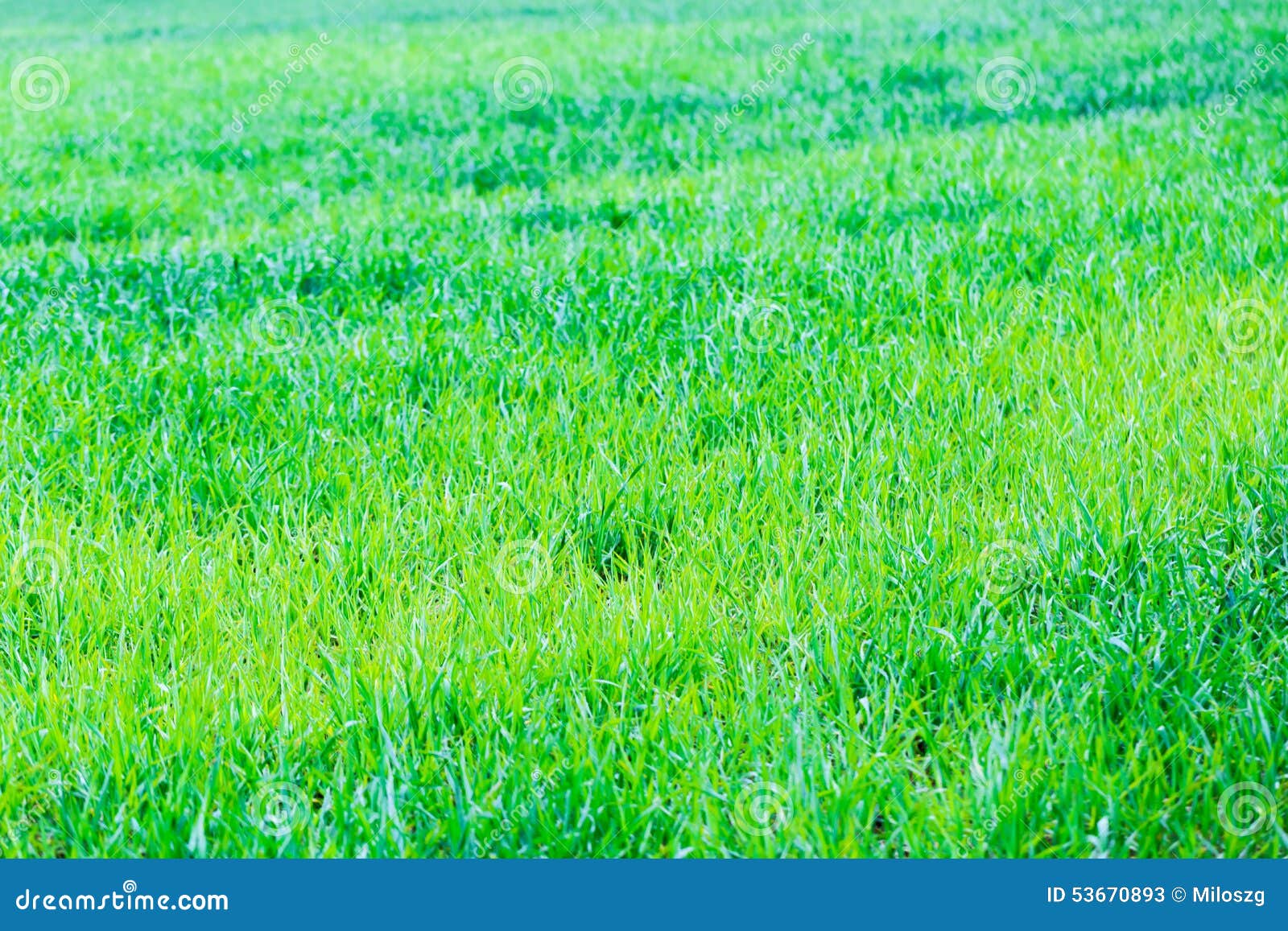 Background of Lush Green Fields Stock Image - Image of plant, food ...