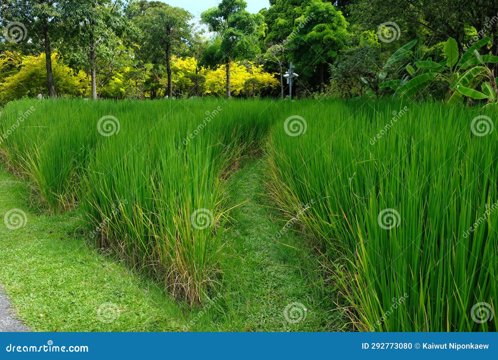 Soil Ridge Path between Fields Stock Photo - Image of background ...