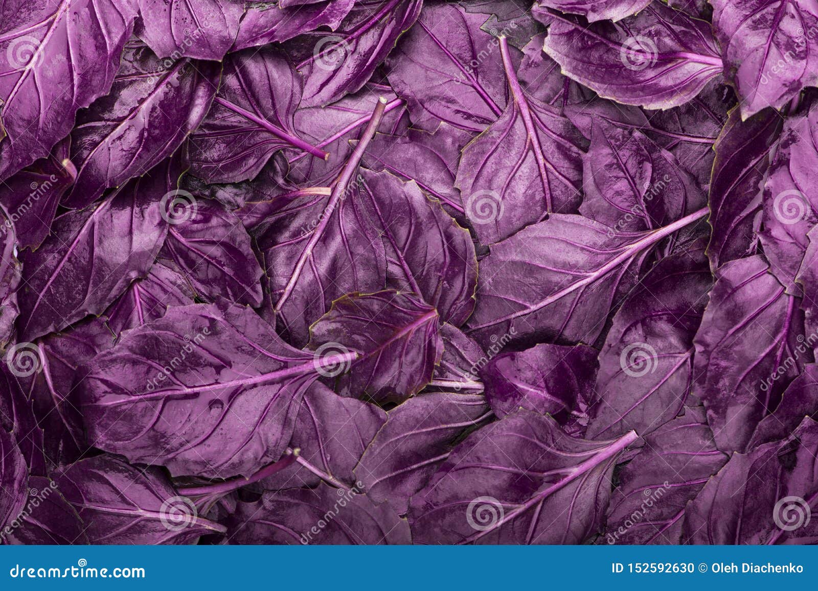 Background of Lying Purple Basil Leaves. Background of Purple Leaves ...