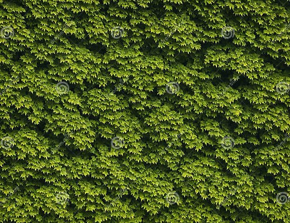Leafy Wall - Macro Foliage Background. Stock Illustration ...