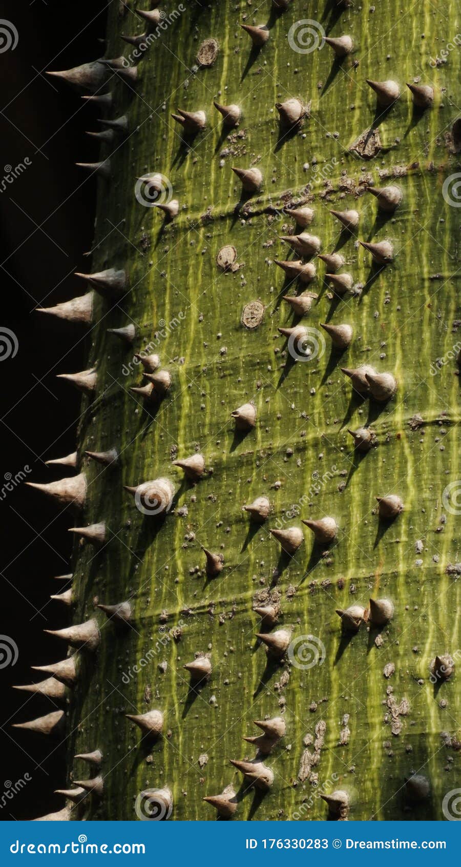 Background Macro Image of a Green Tree Trunk with Spikes Stock Image ...