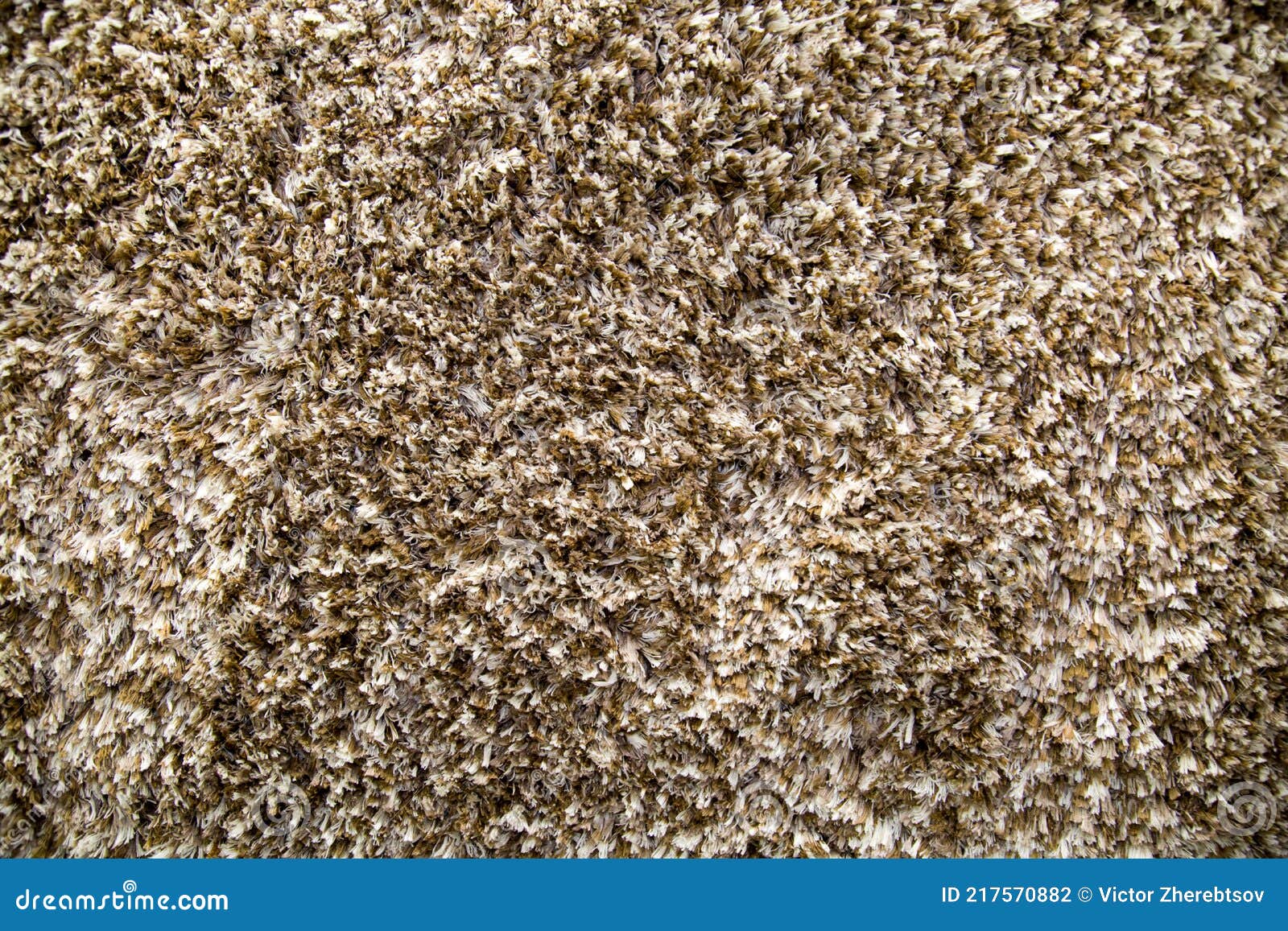 The Background is Made of Brown and White Carpet with Beautiful Large ...