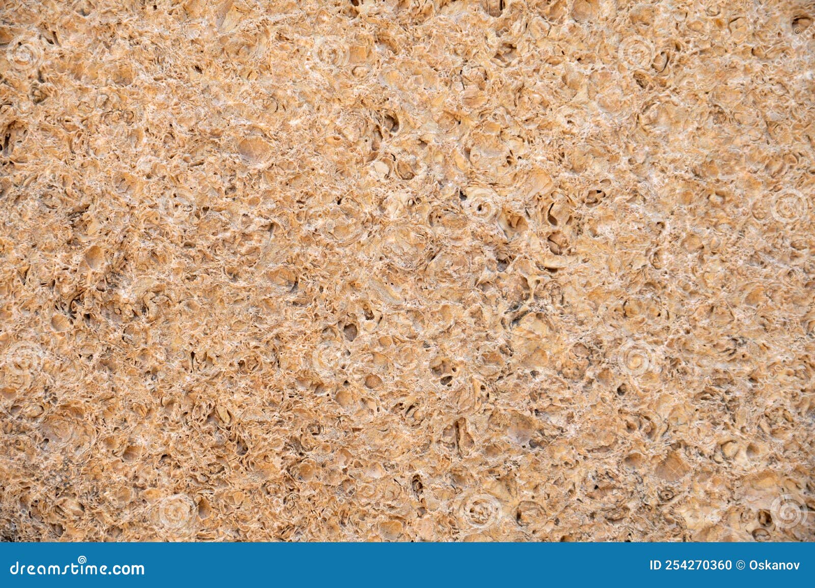 Background Made of Close Up Shellstone Abstract Brown Texture Stock ...