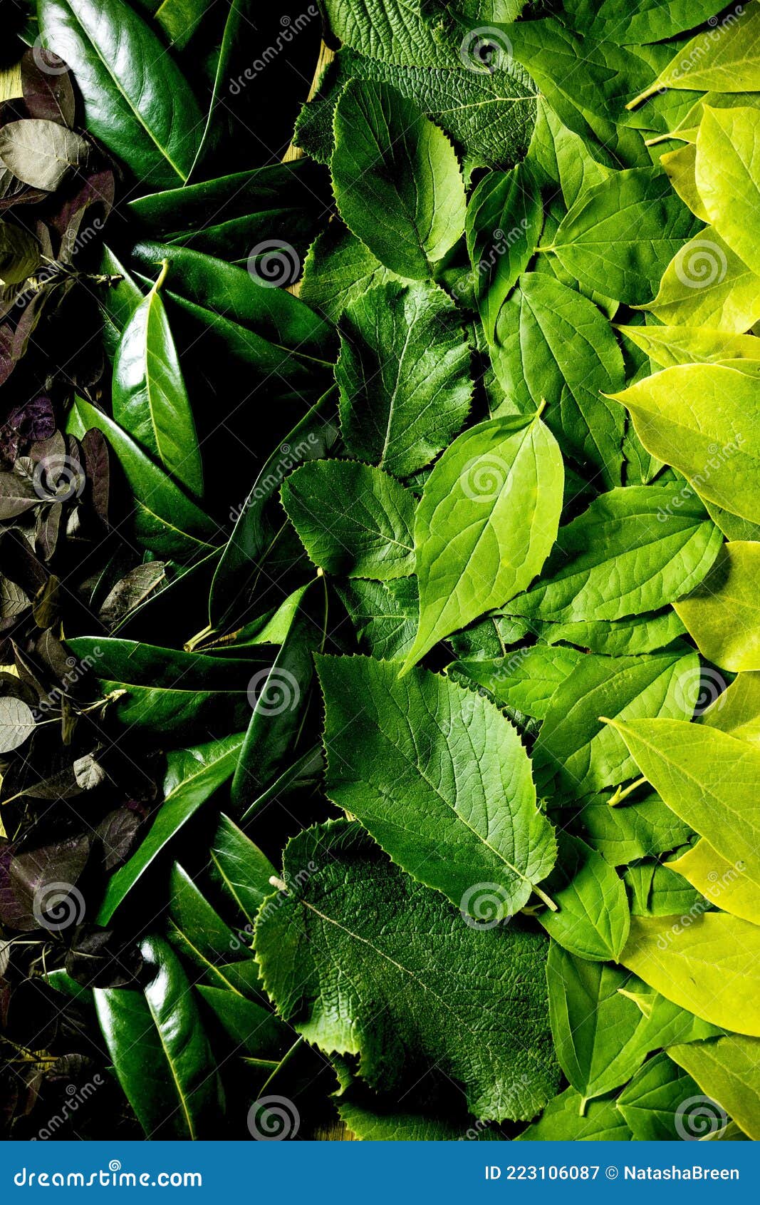 Background Made of Green Leaves, Green Gradient Stock Image - Image of ...