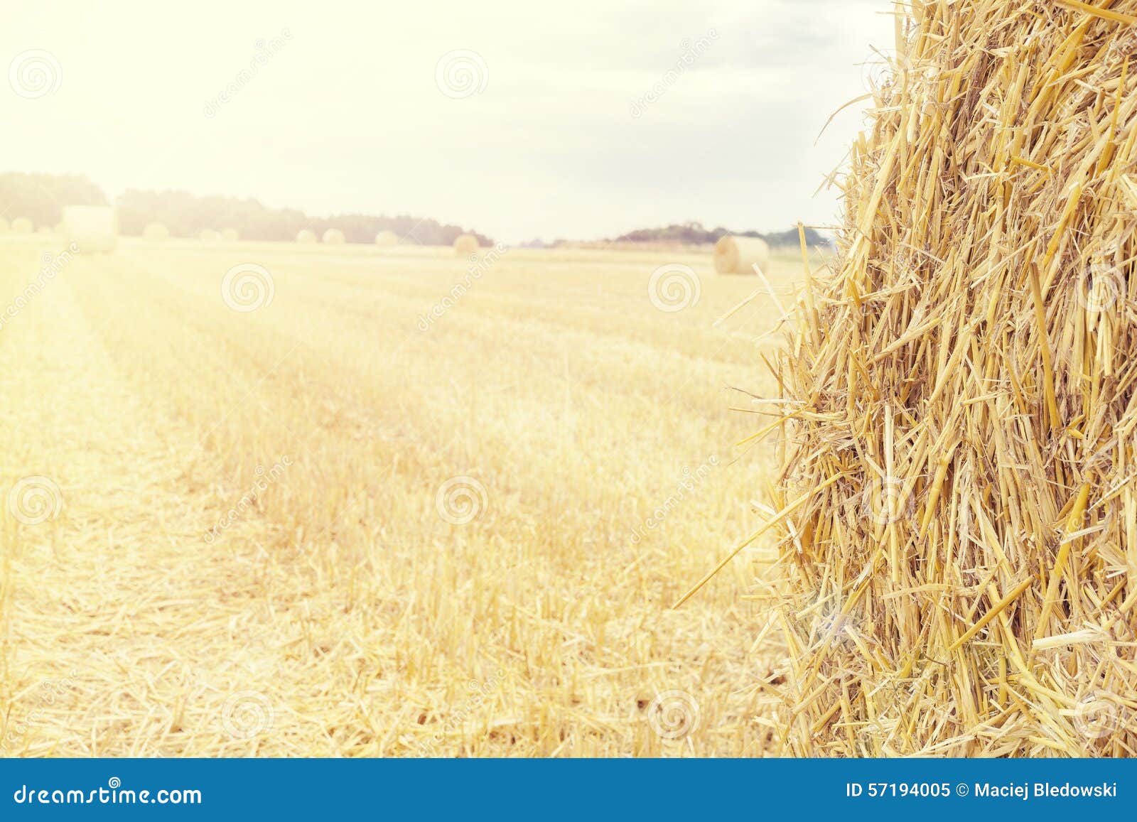 Background Made of Hay Bale on the Field. Stock Image - Image of nature ...