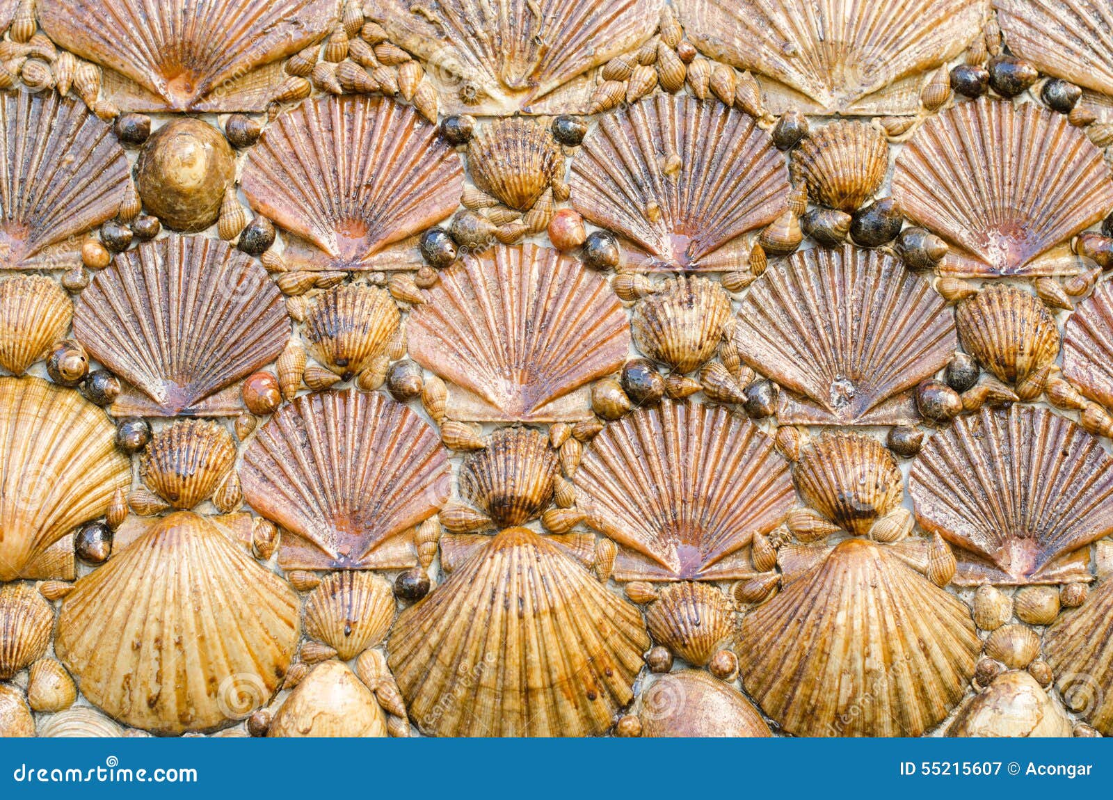 Background Made with Oyster Shells. Stock Image - Image of mollusk ...