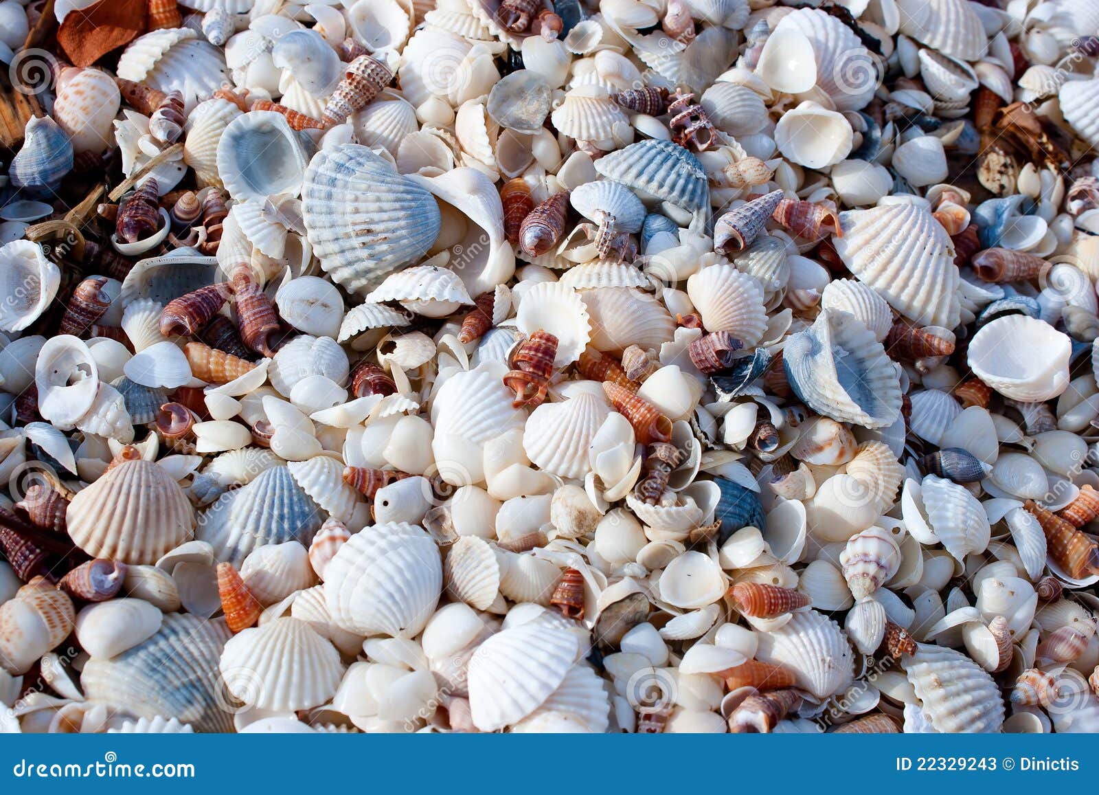 Background Made of a Pile of Seashells Stock Image - Image of antique ...