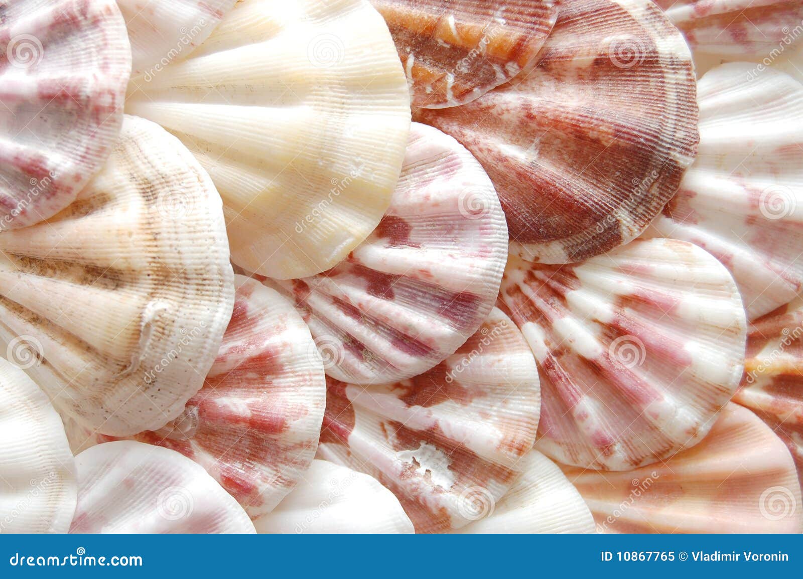 Background Made with Sea Shells Stock Image - Image of conch, exotic ...
