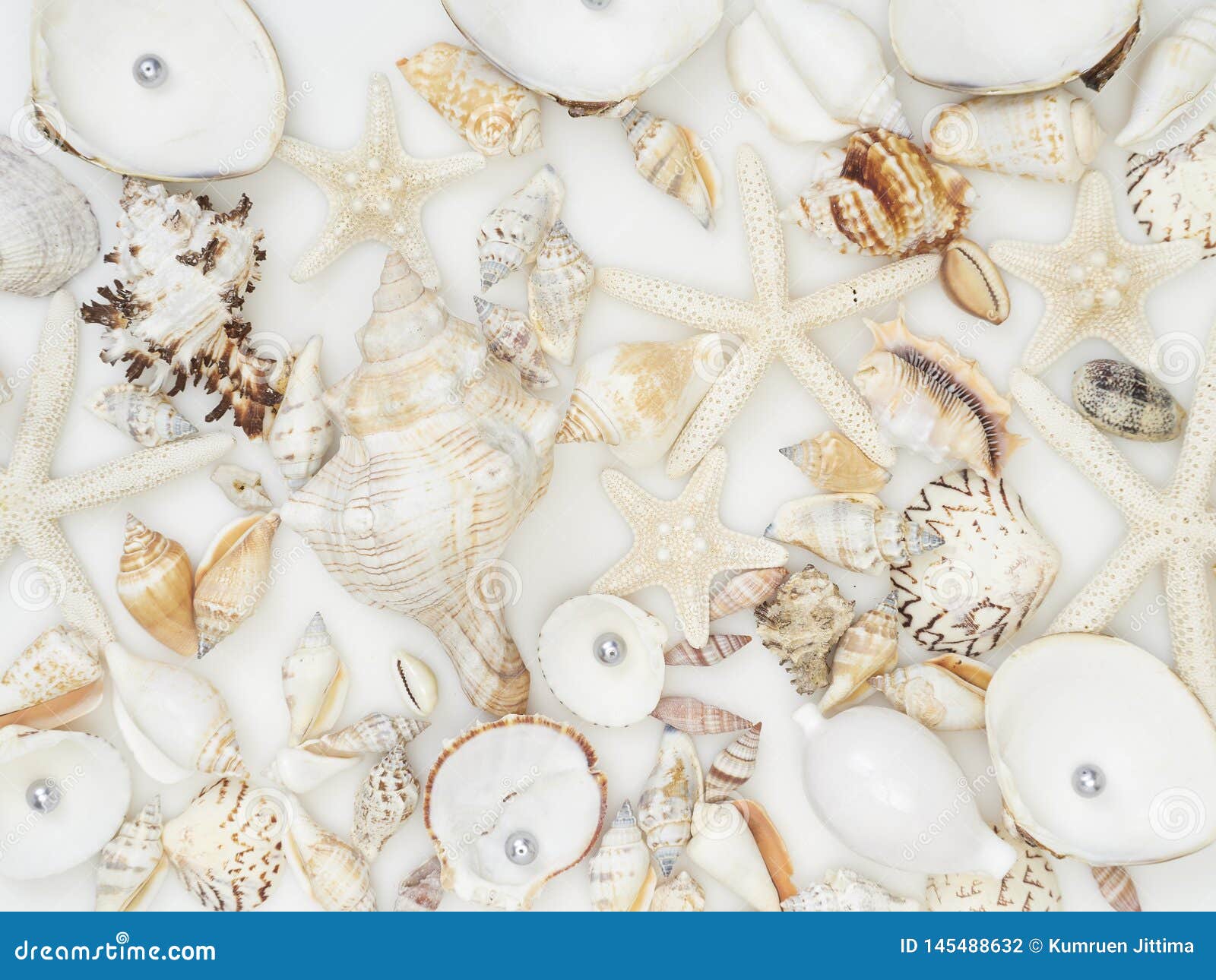 Background Made from Sea Shells Stock Photo - Image of beach, seafood ...