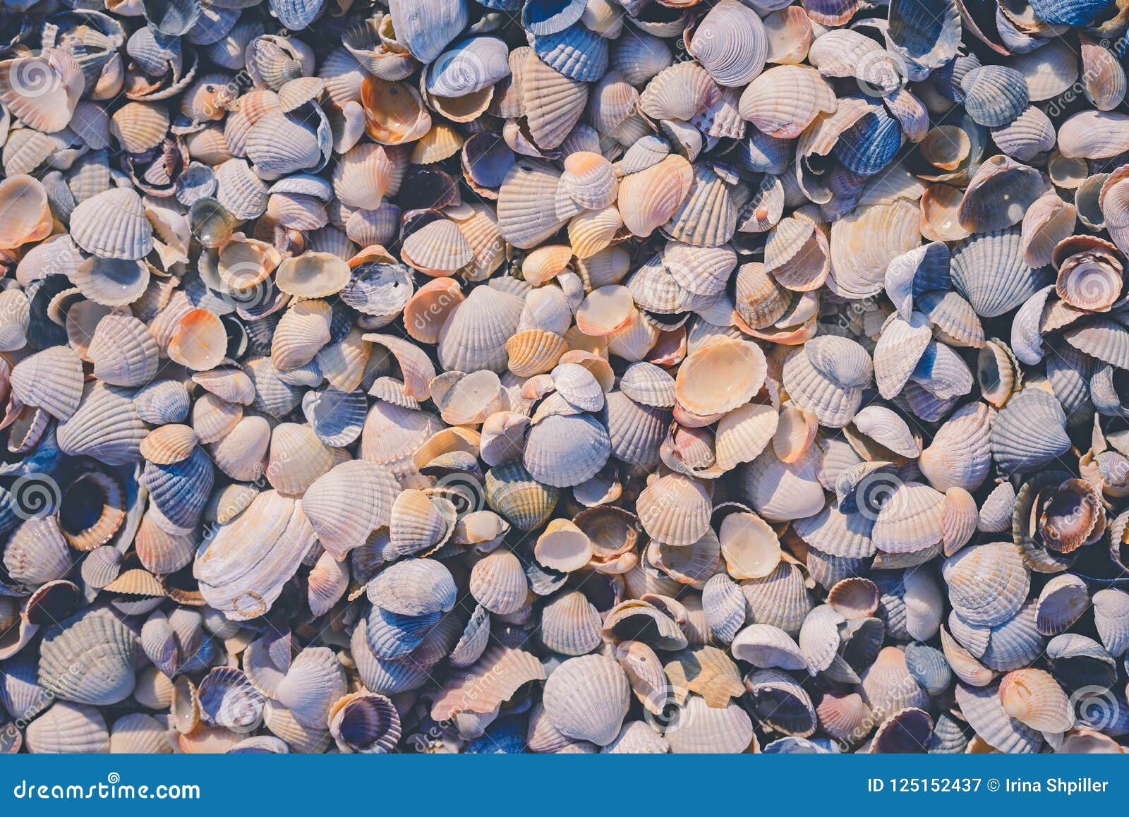 Background Made of Seashells. Stock Image - Image of design, mollusc ...