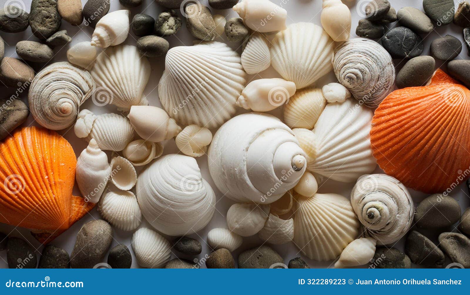 Background Made with Shells of Different Shapes and Sizes Representing ...