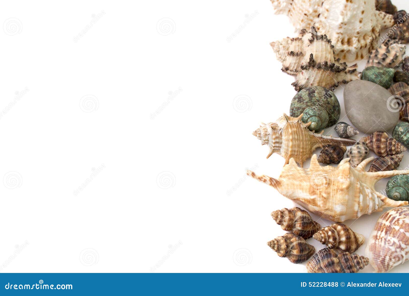 Background Made of Shells Isolated Stock Photo - Image of oysters ...