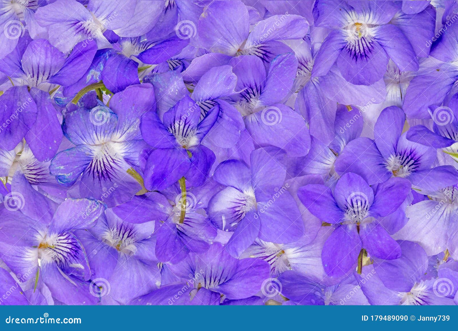 Background Made of Violet Violet Flowers without a Stem or Leaves Stock ...