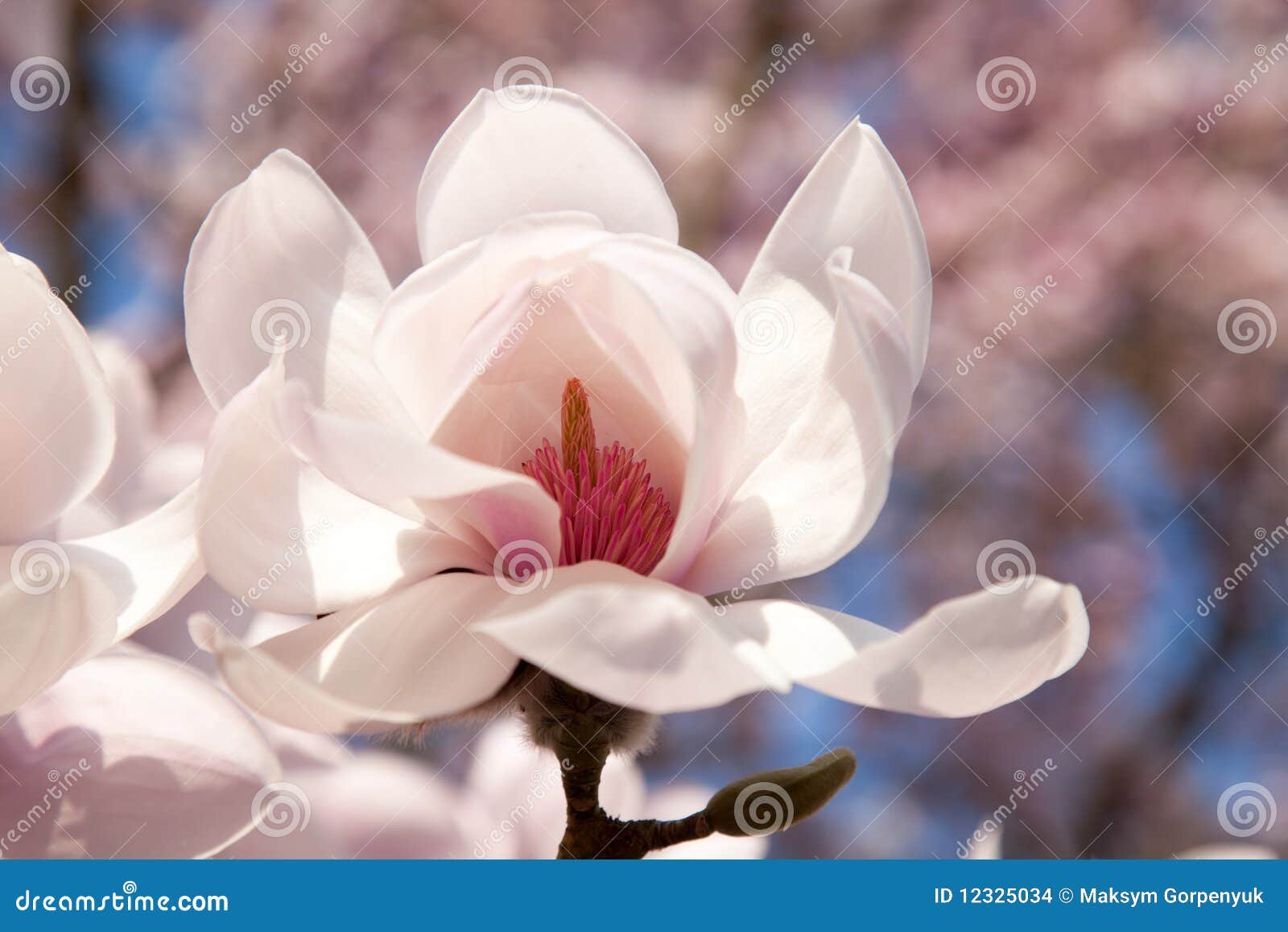 Background from Magnolia Flowers Stock Photo - Image of blossom ...