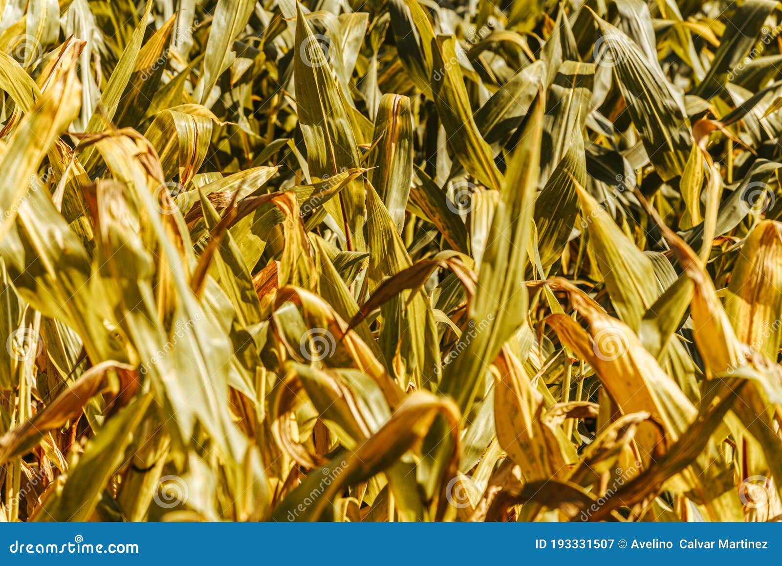 A Background of a Maize Field Stock Image - Image of growth, farm ...