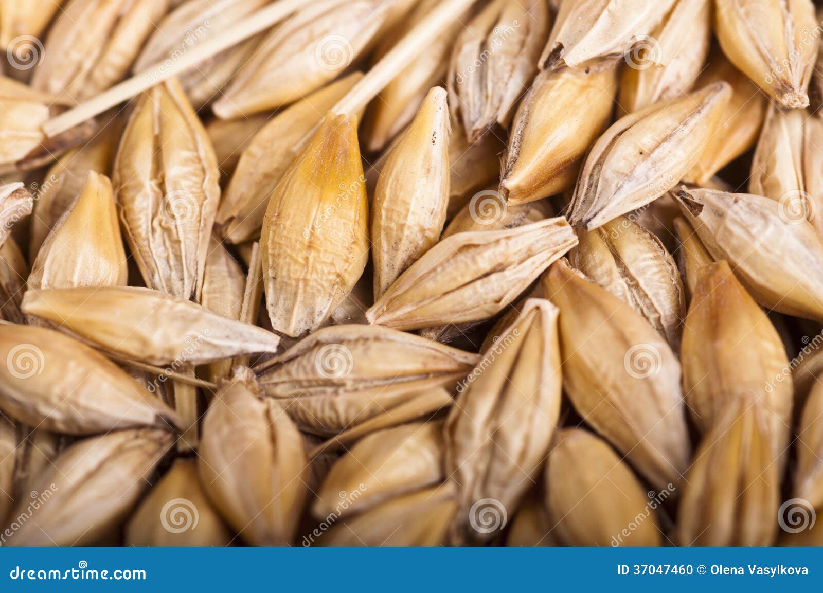 Background of malt stock photo. Image of seed, pint, production - 37047460