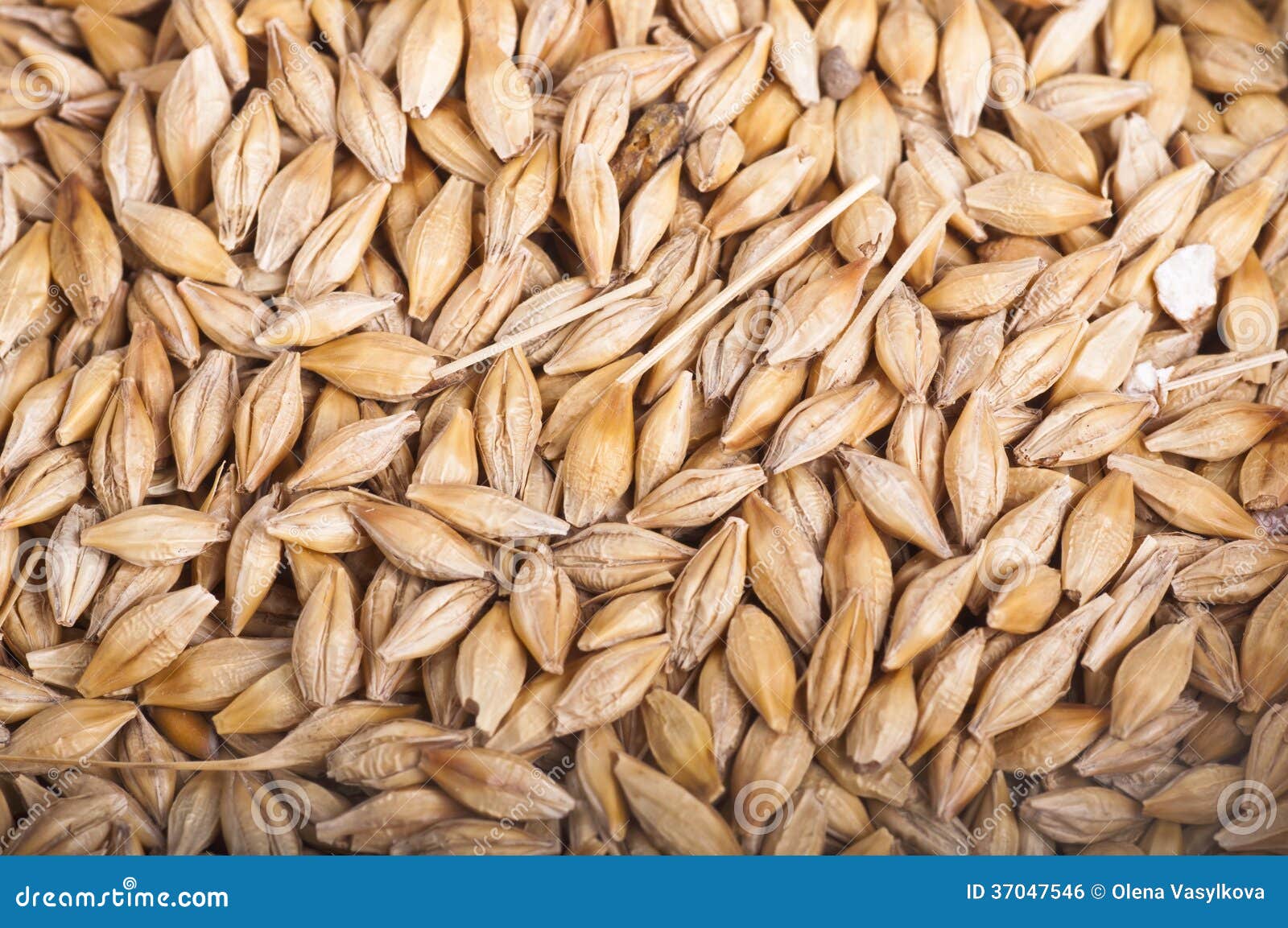 Background of malt stock photo. Image of produce, production - 37047546