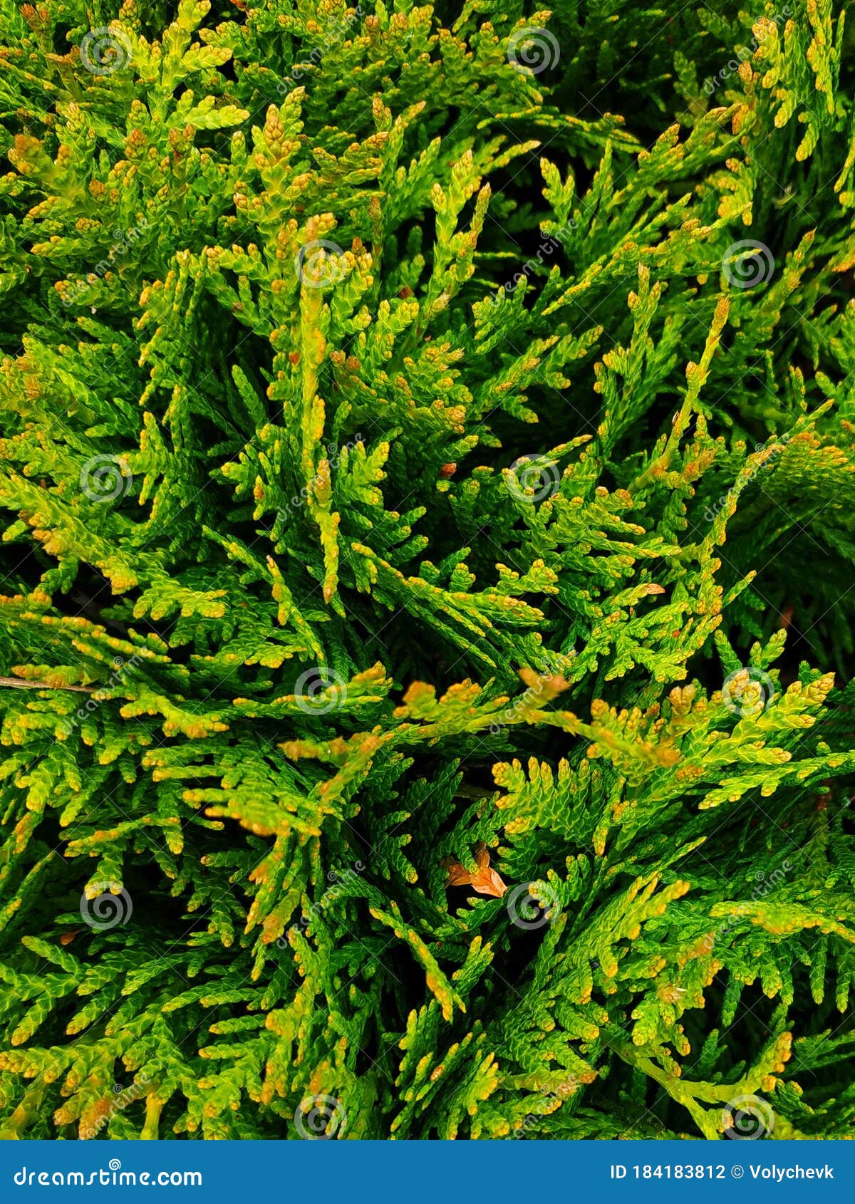 Background of Many Branches of Flowering Thuja Stock Photo - Image of ...