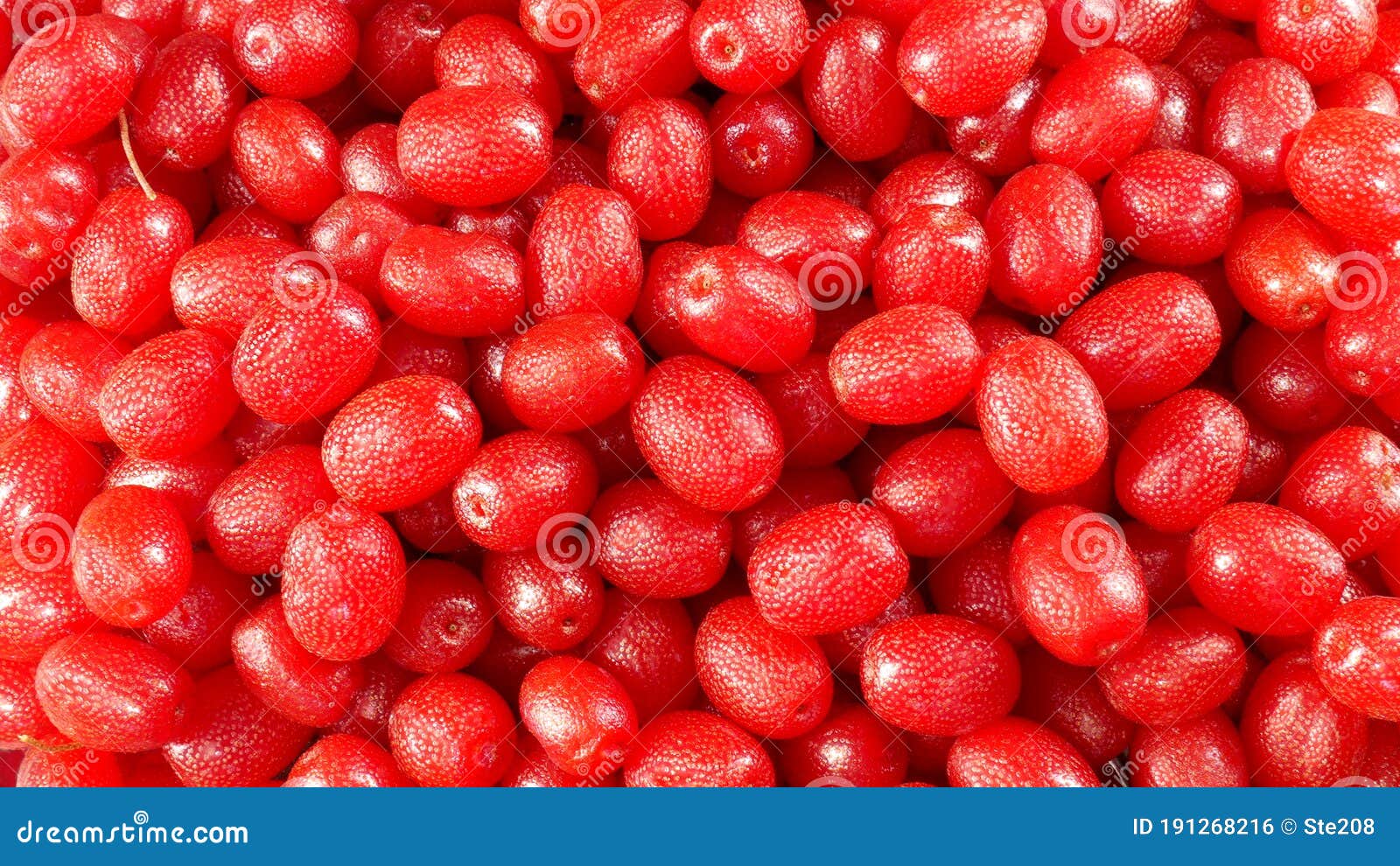 Background of Many Bright Red Berries of Elaeagnus Multiflora. Stock ...