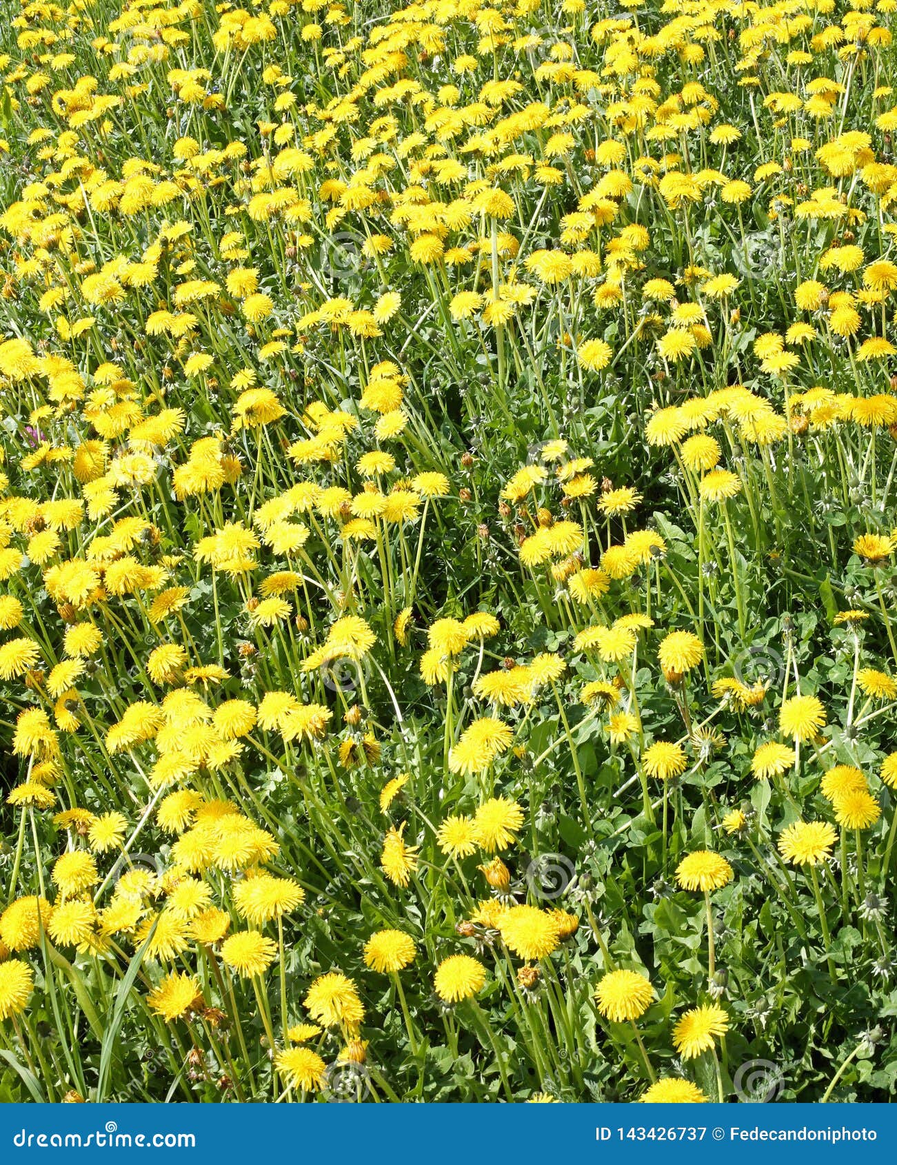 Background of Many Dandelion Flowers Stock Image - Image of plant ...