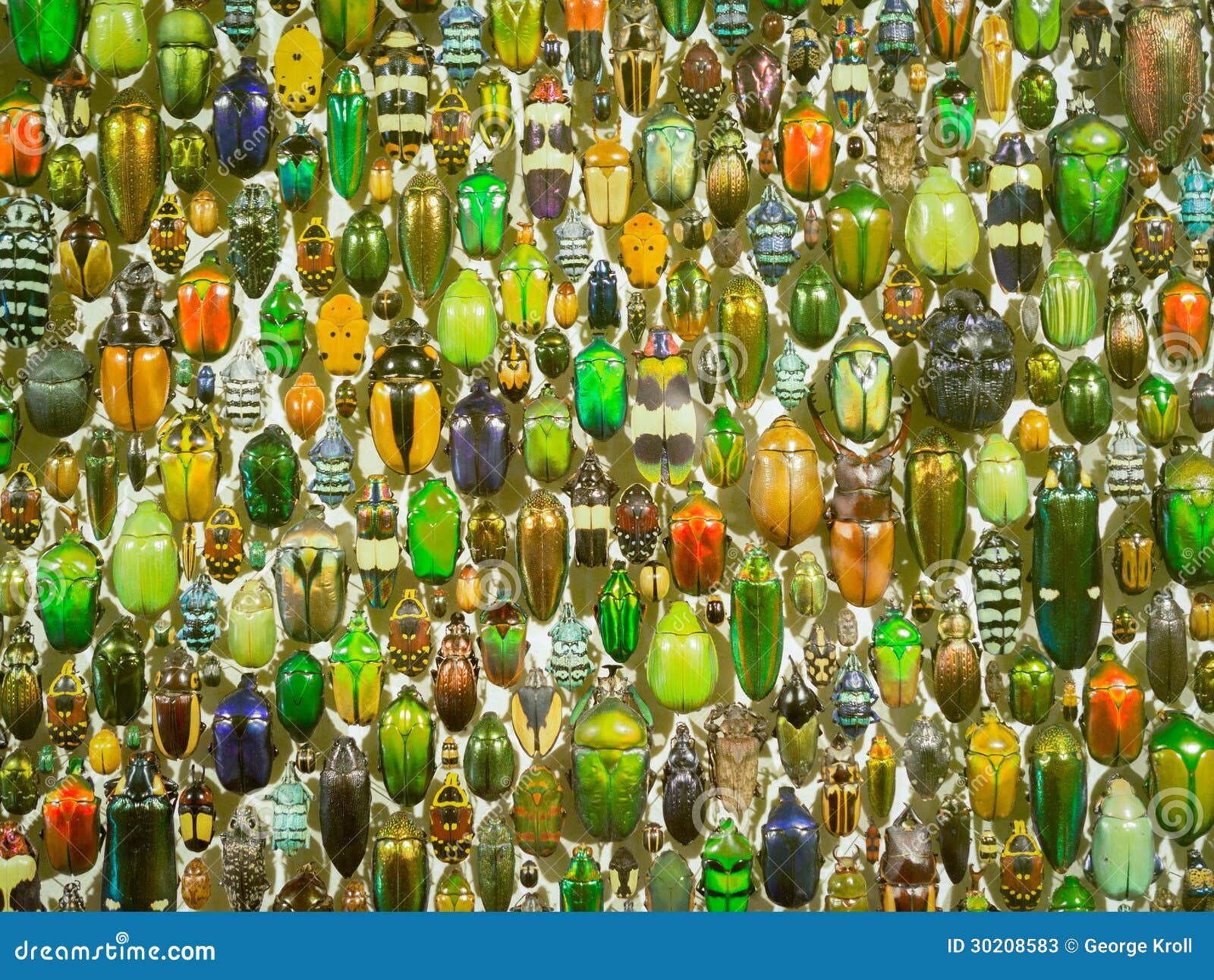 Insect bug background stock image. Image of blue, spots - 30208583