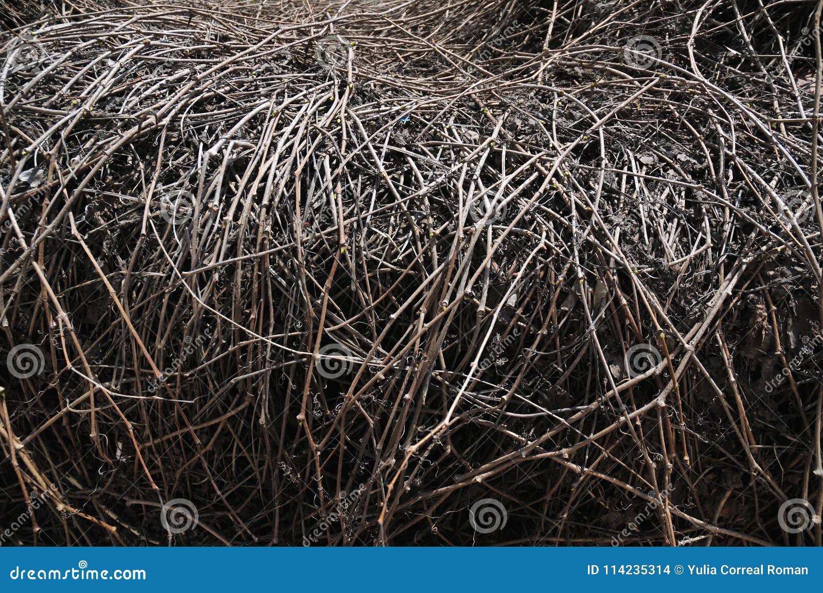 Background of Many Grey Branches Stock Photo - Image of silhouette ...