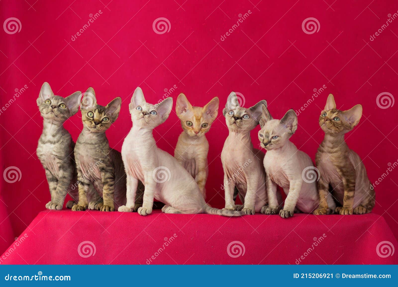 Many Kittens Are Sleeping Together On A Broom Stock Photography ...