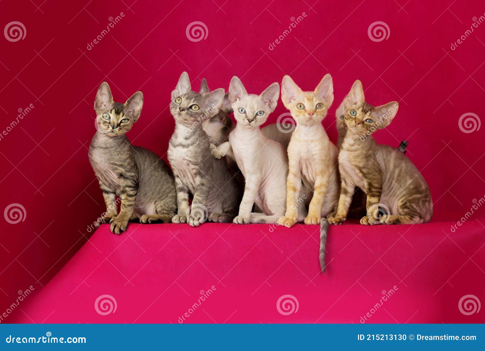 Many Kittens Are Sleeping Together On A Broom Stock Photography ...