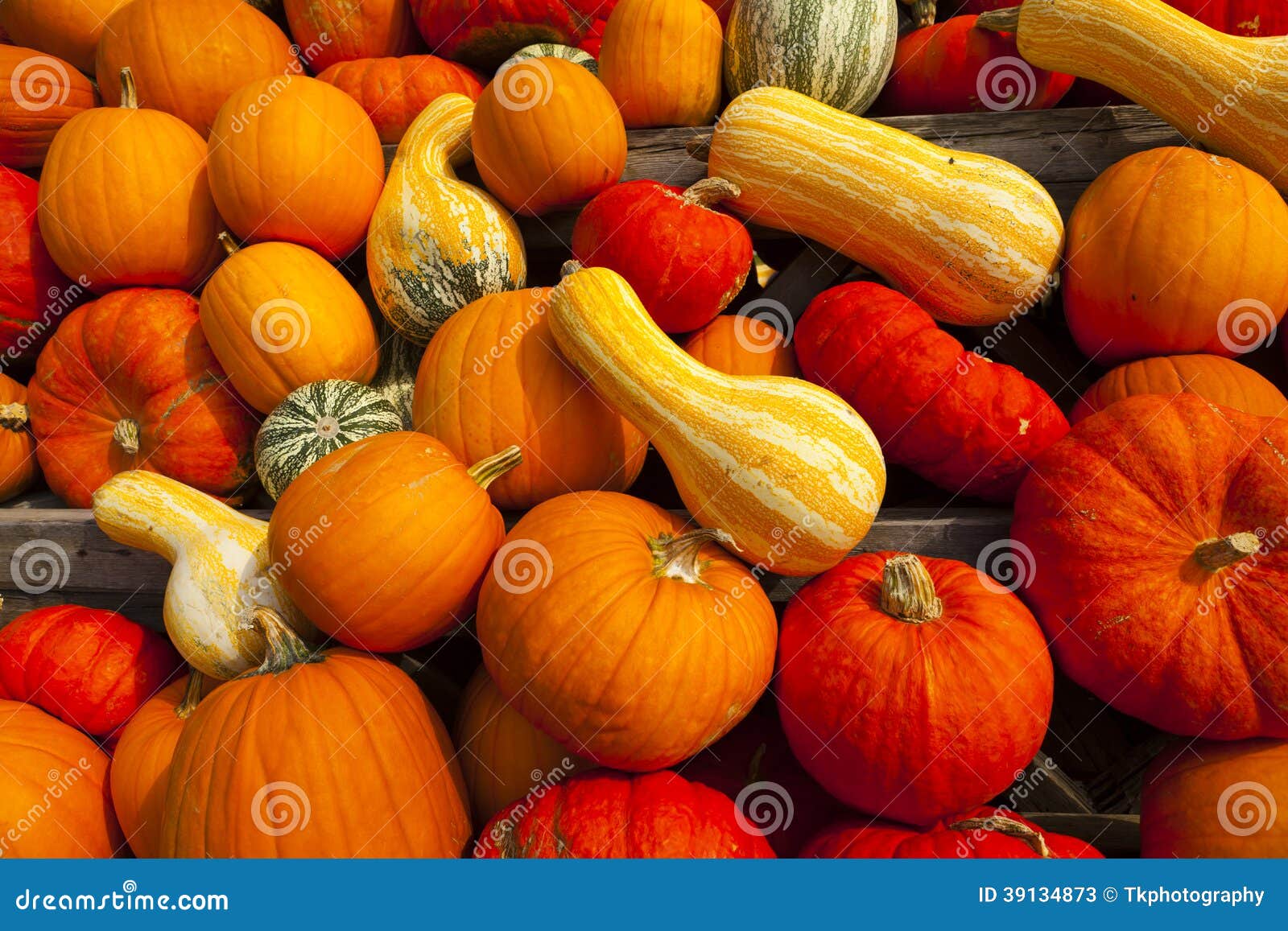 Background of Many Pumpkins Stock Image - Image of gourd, september ...
