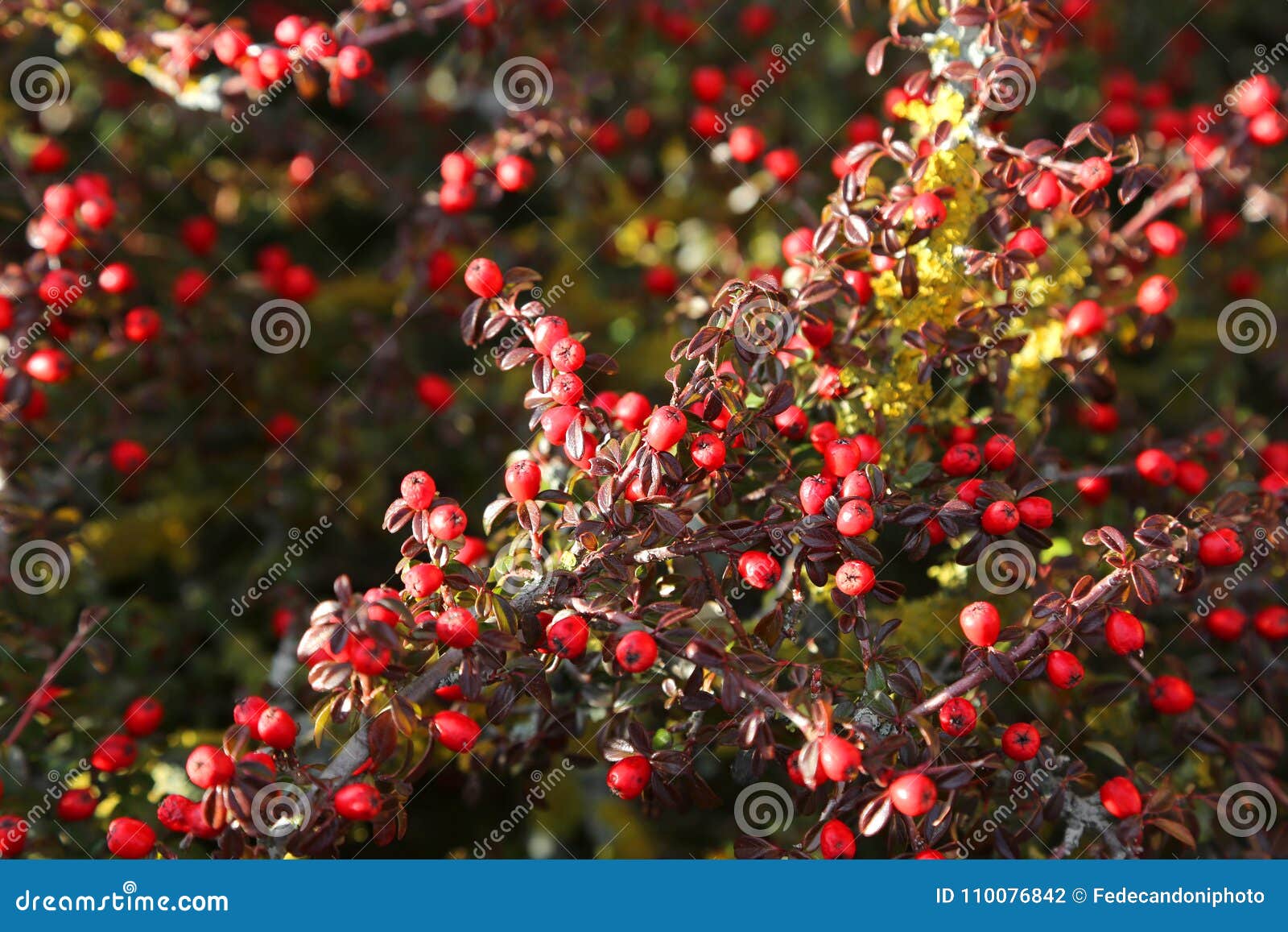 Background of red berries stock photo. Image of berry - 110076842